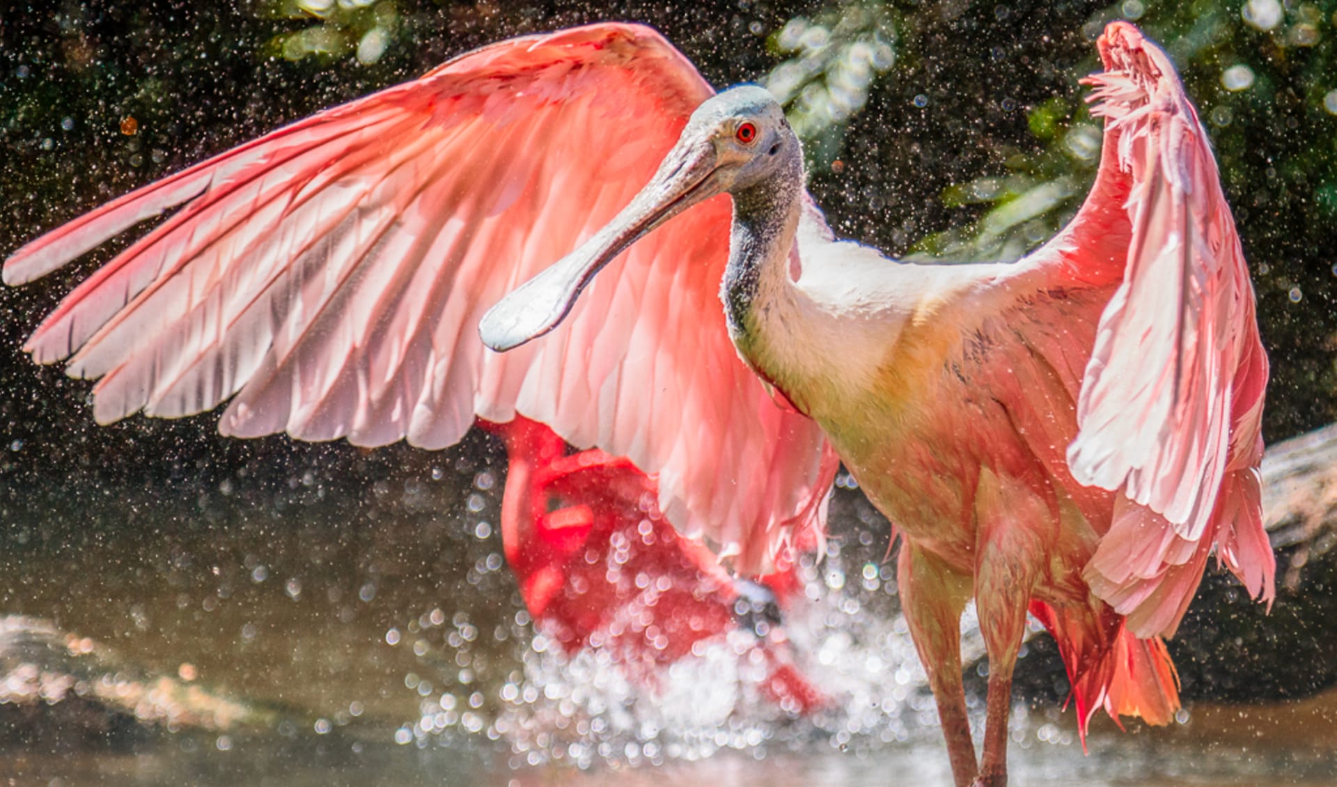 Roseate spoonbill facts, distribution & population | BioDB