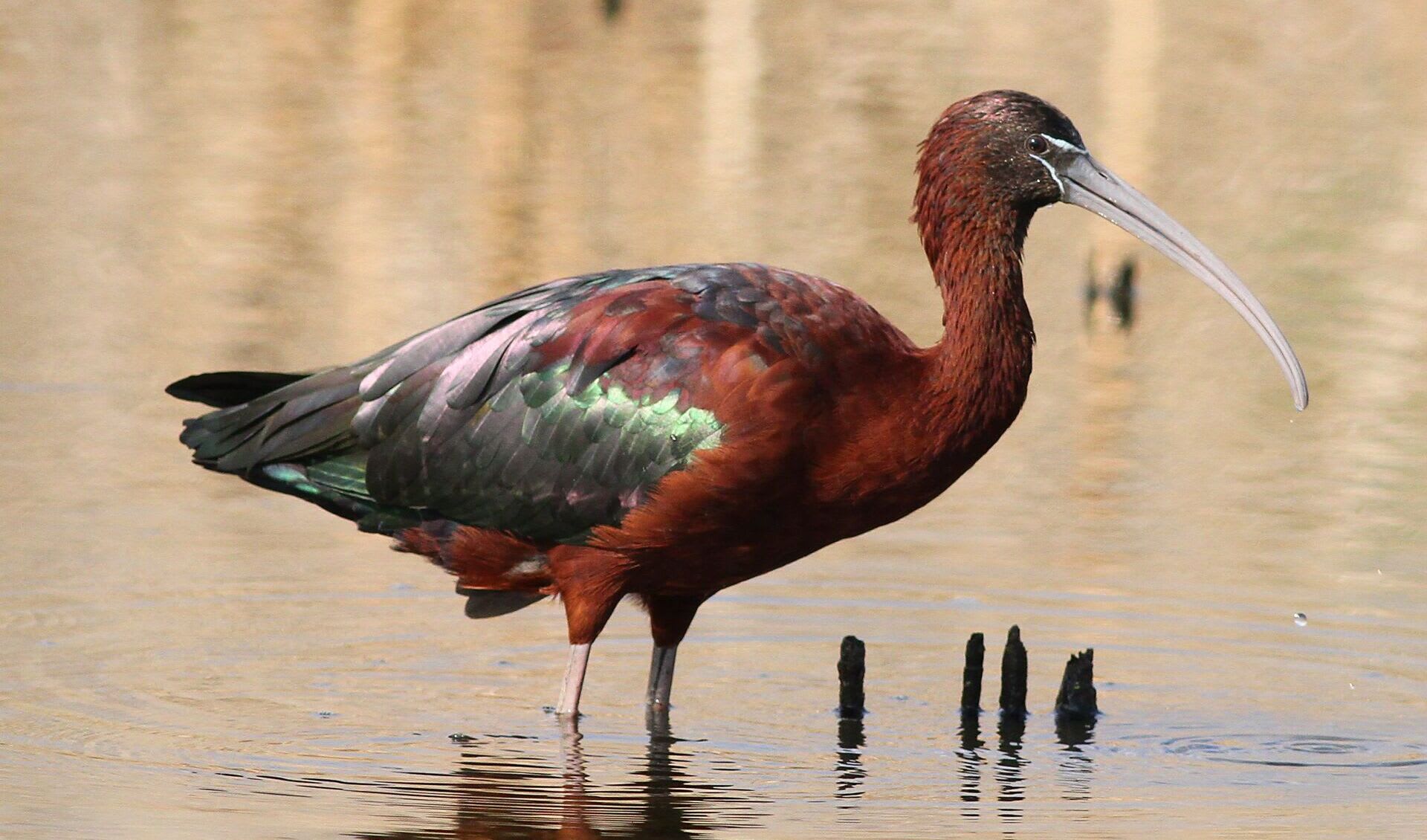 Glossy ibis facts, distribution & population | BioDB