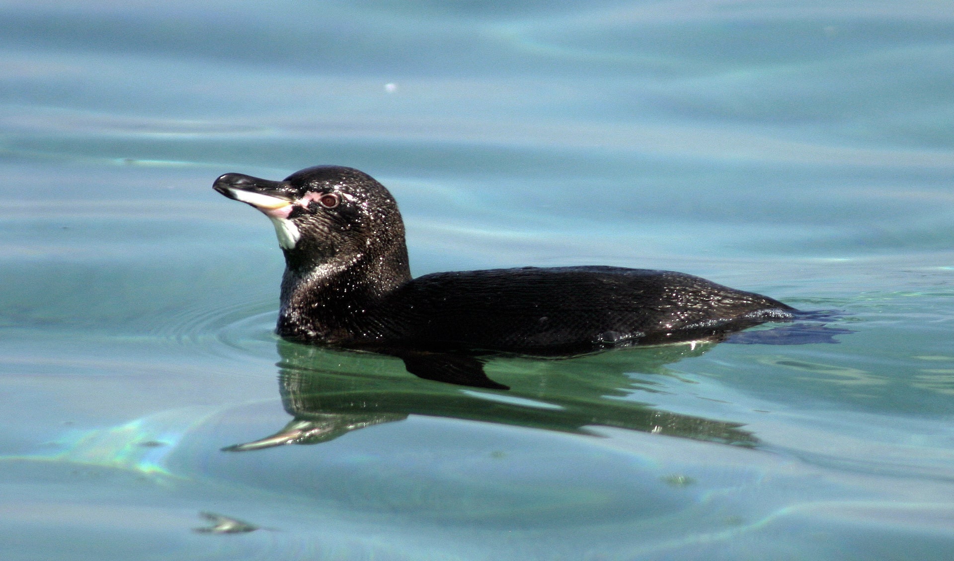 Spheniscus – Banded penguins: facts, distribution & population | BioDB