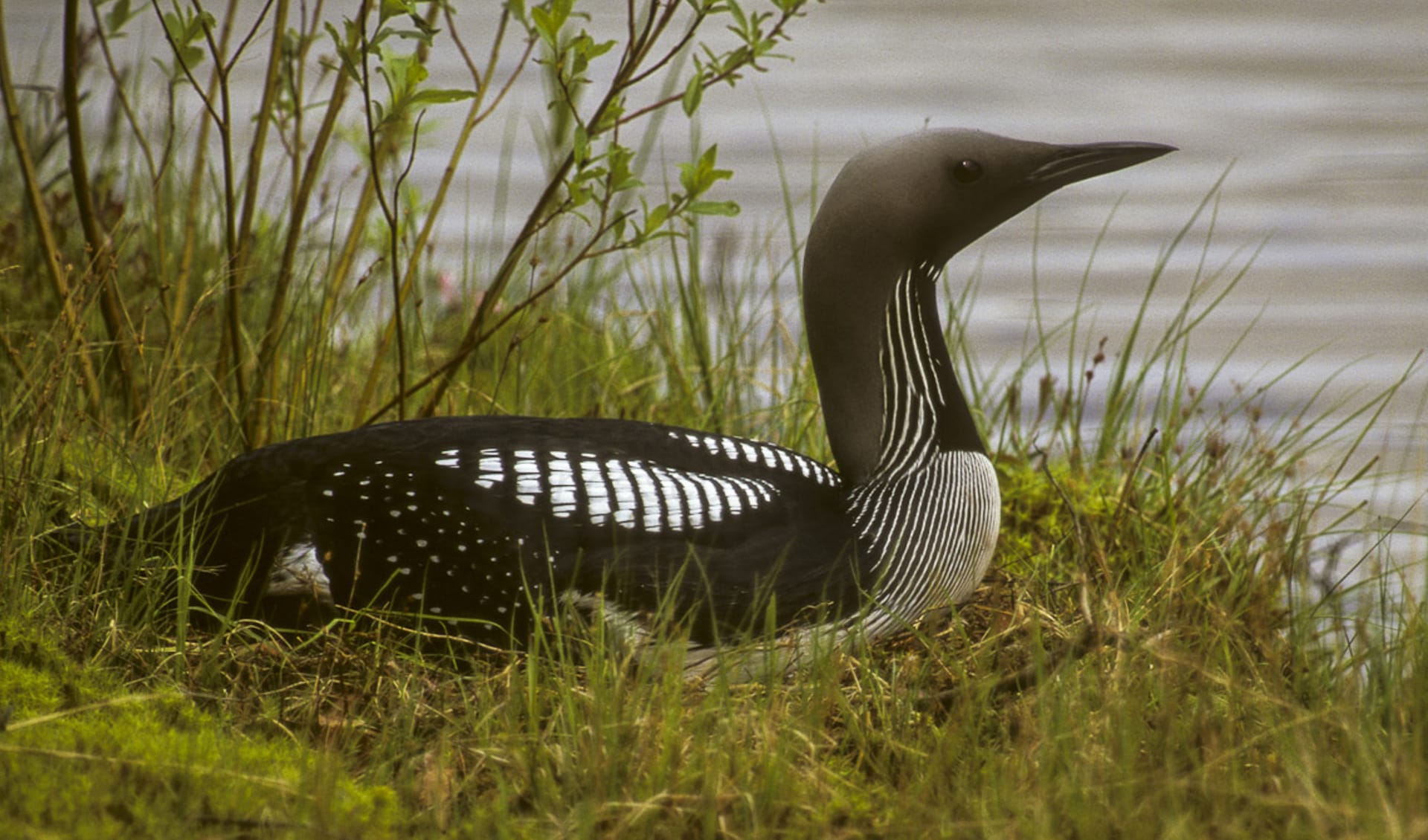 Arctic loon facts, distribution & population | BioDB