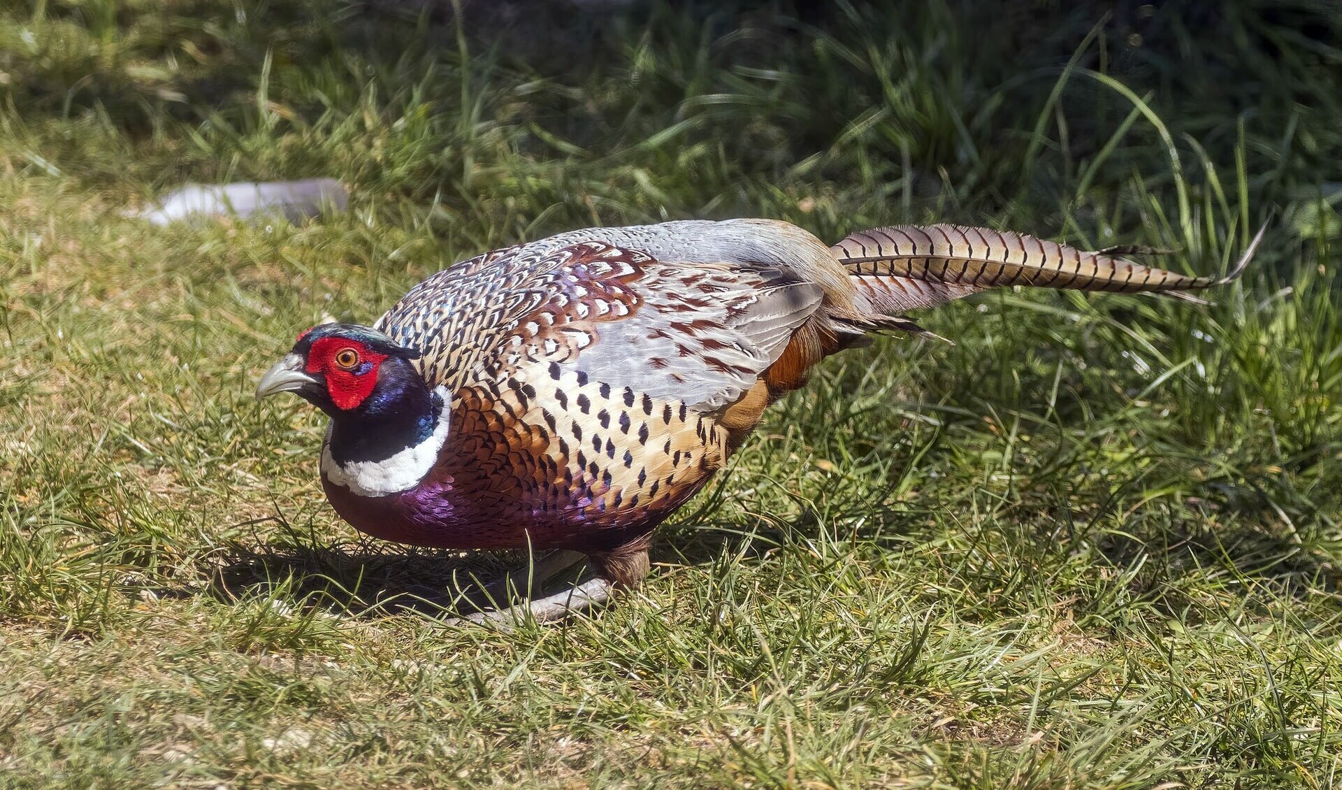 Common pheasant facts, distribution & population | BioDB