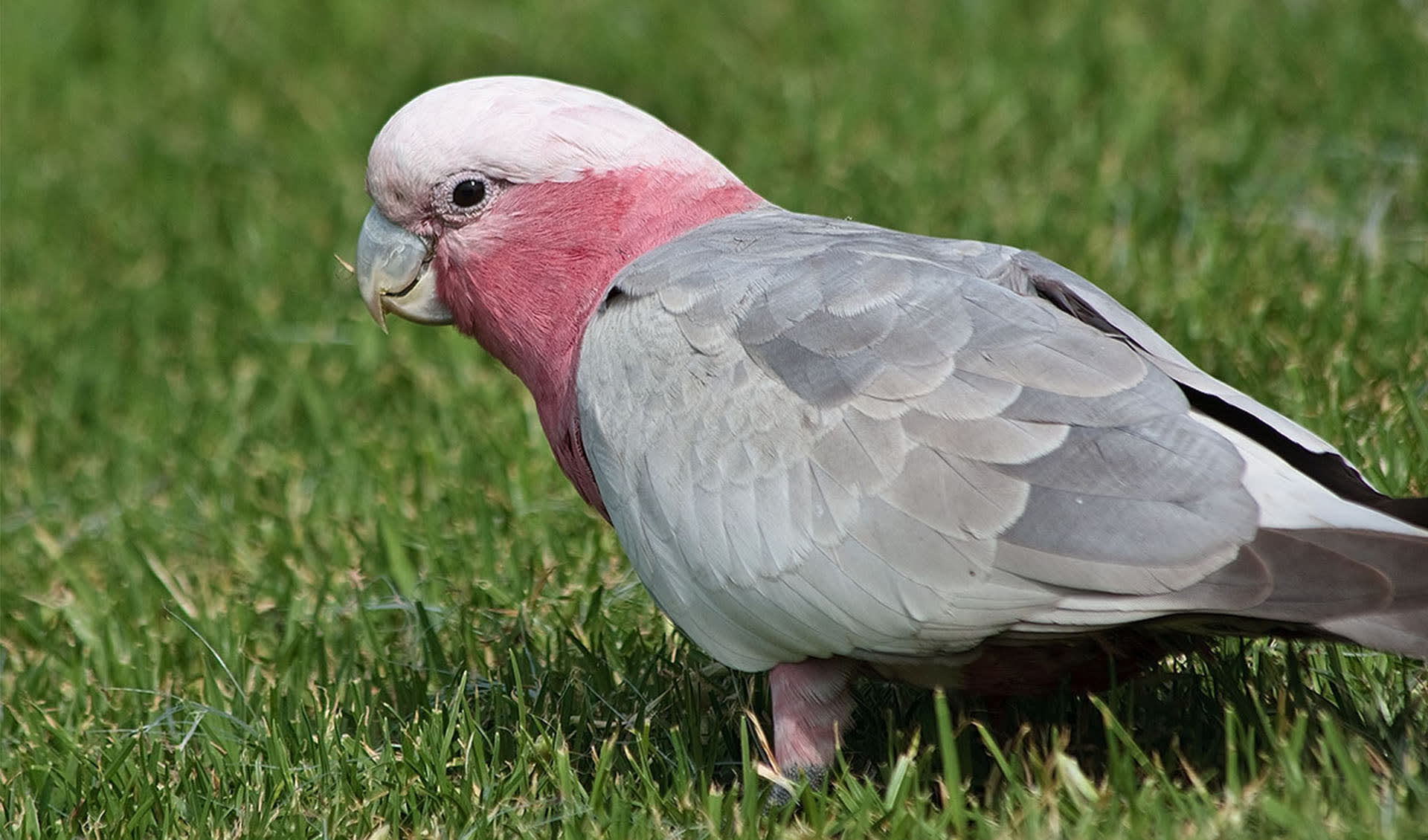 Galah facts, distribution & population | BioDB