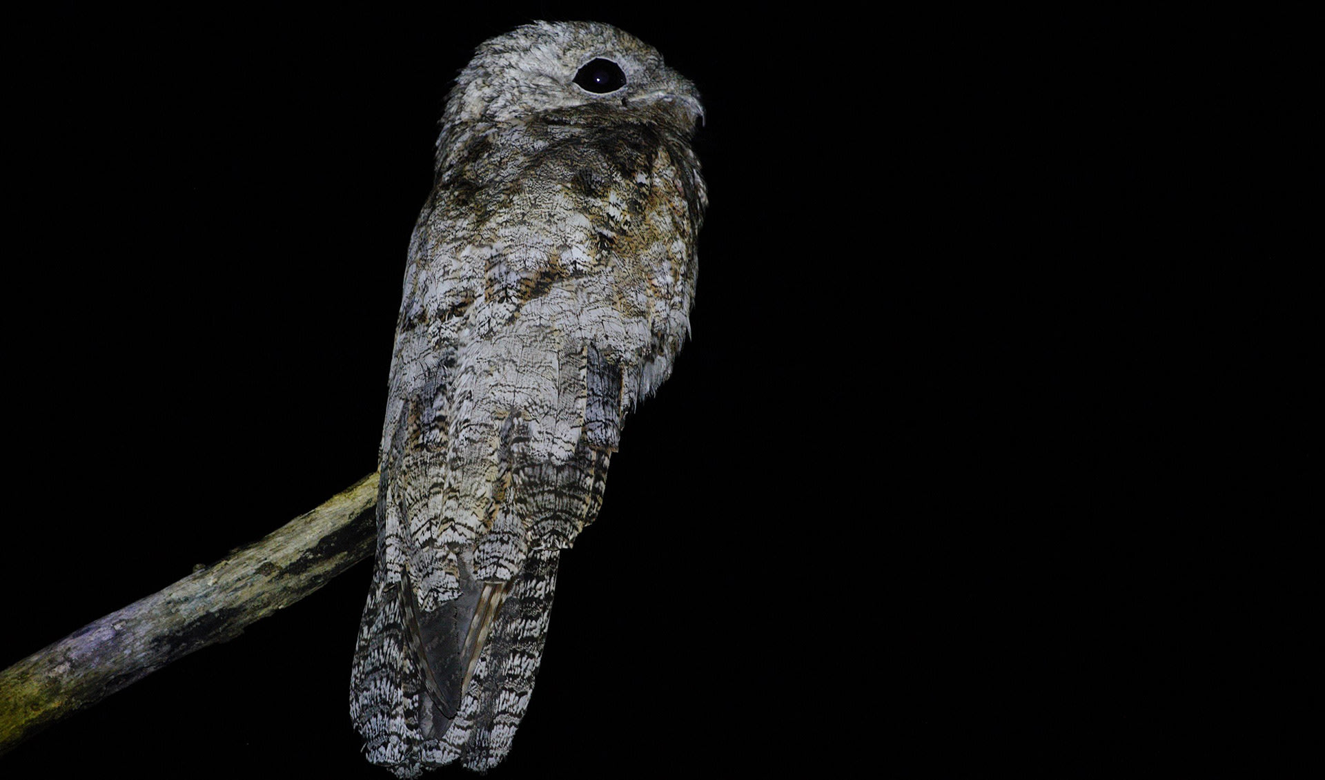 Great potoo facts, distribution & population | BioDB