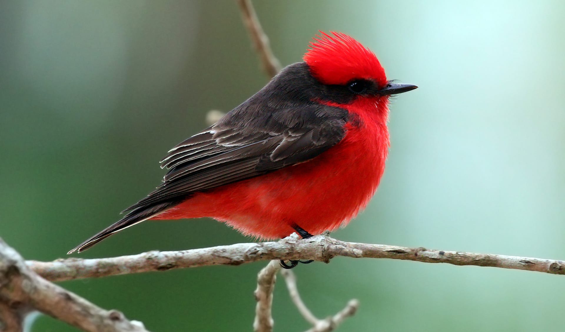 Scarlet flycatcher facts, distribution & population | BioDB