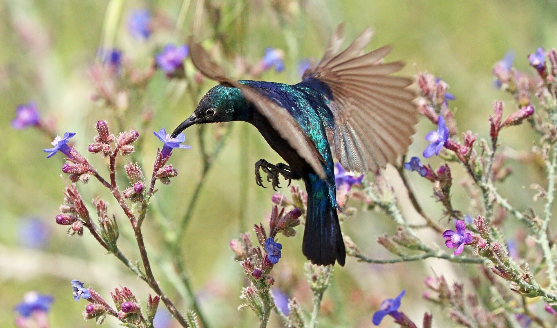 Palestine sunbird facts, distribution & population | BioDB