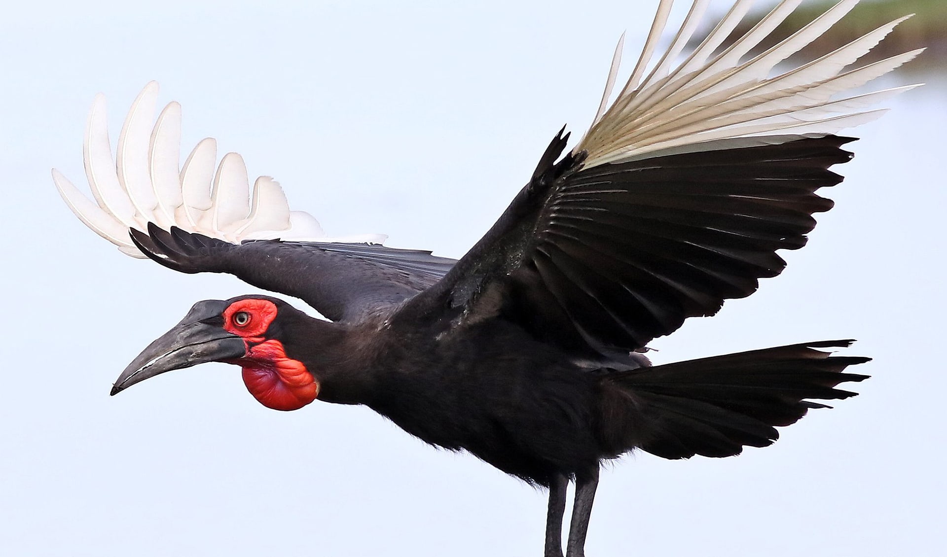 Southern ground hornbill facts, distribution & population | BioDB
