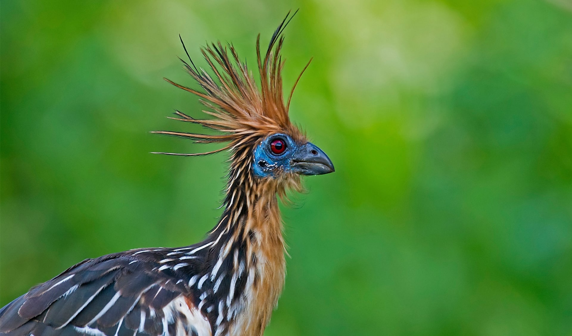 Hoatzin facts, distribution & population | BioDB