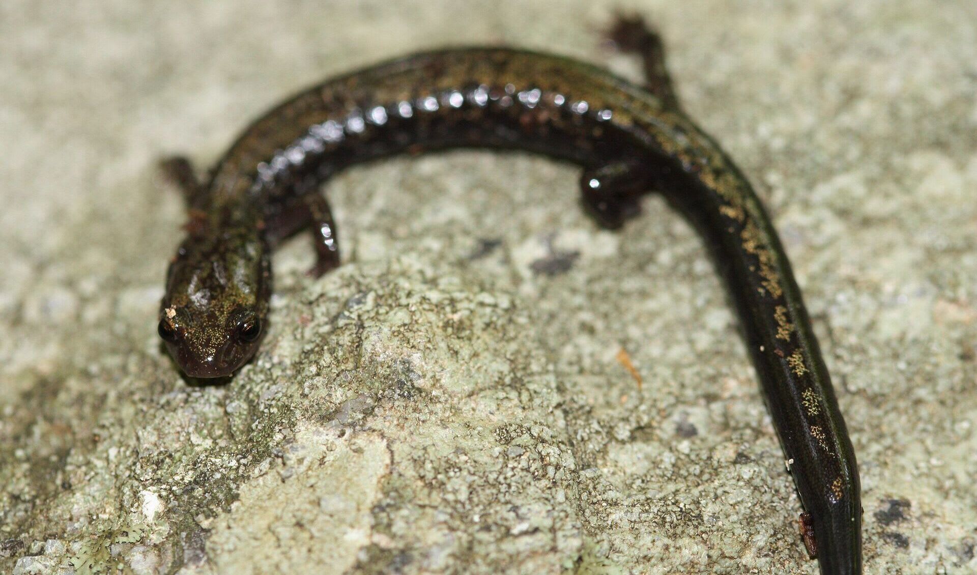 Peaks of otter salamander facts, distribution & population | BioDB
