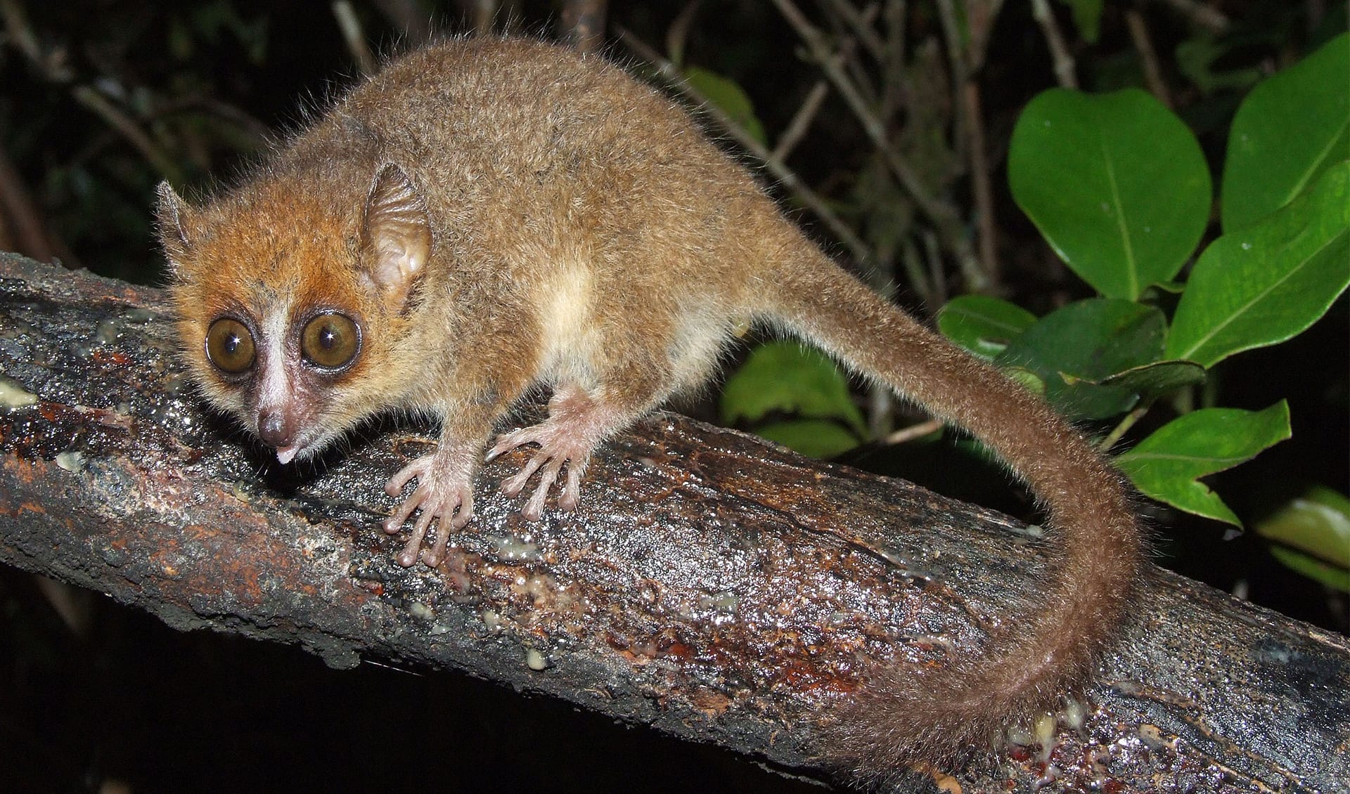 Pygmy mouse lemur facts, distribution & population | BioDB