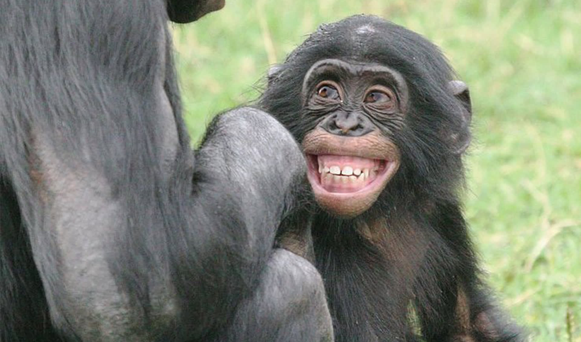 Bonobo facts, distribution & population | BioDB