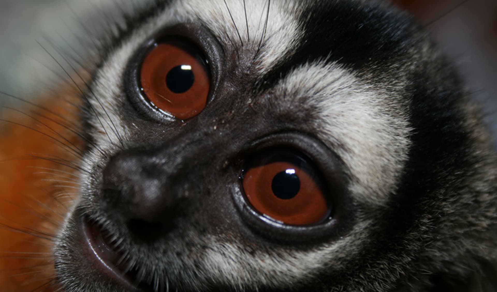 Black-headed night monkey facts, distribution & population | BioDB