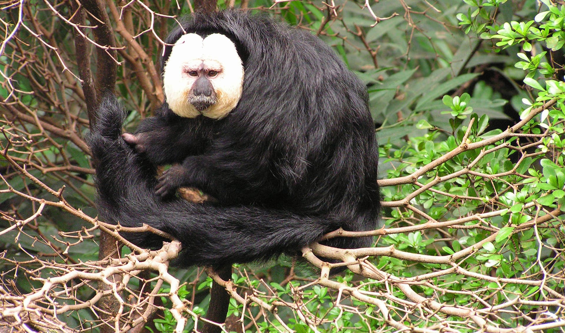 White-faced saki facts, distribution & population | BioDB