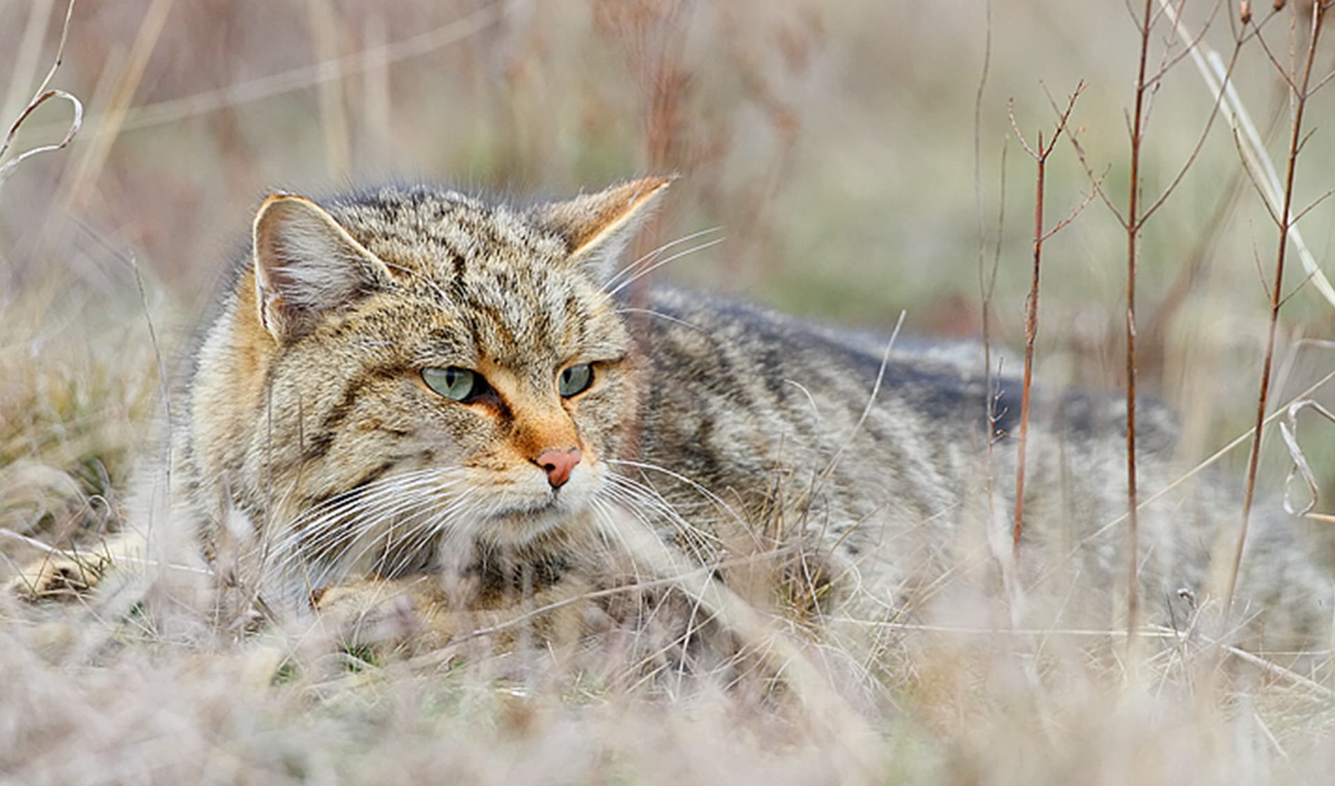European wildcat facts, distribution & population | BioDB