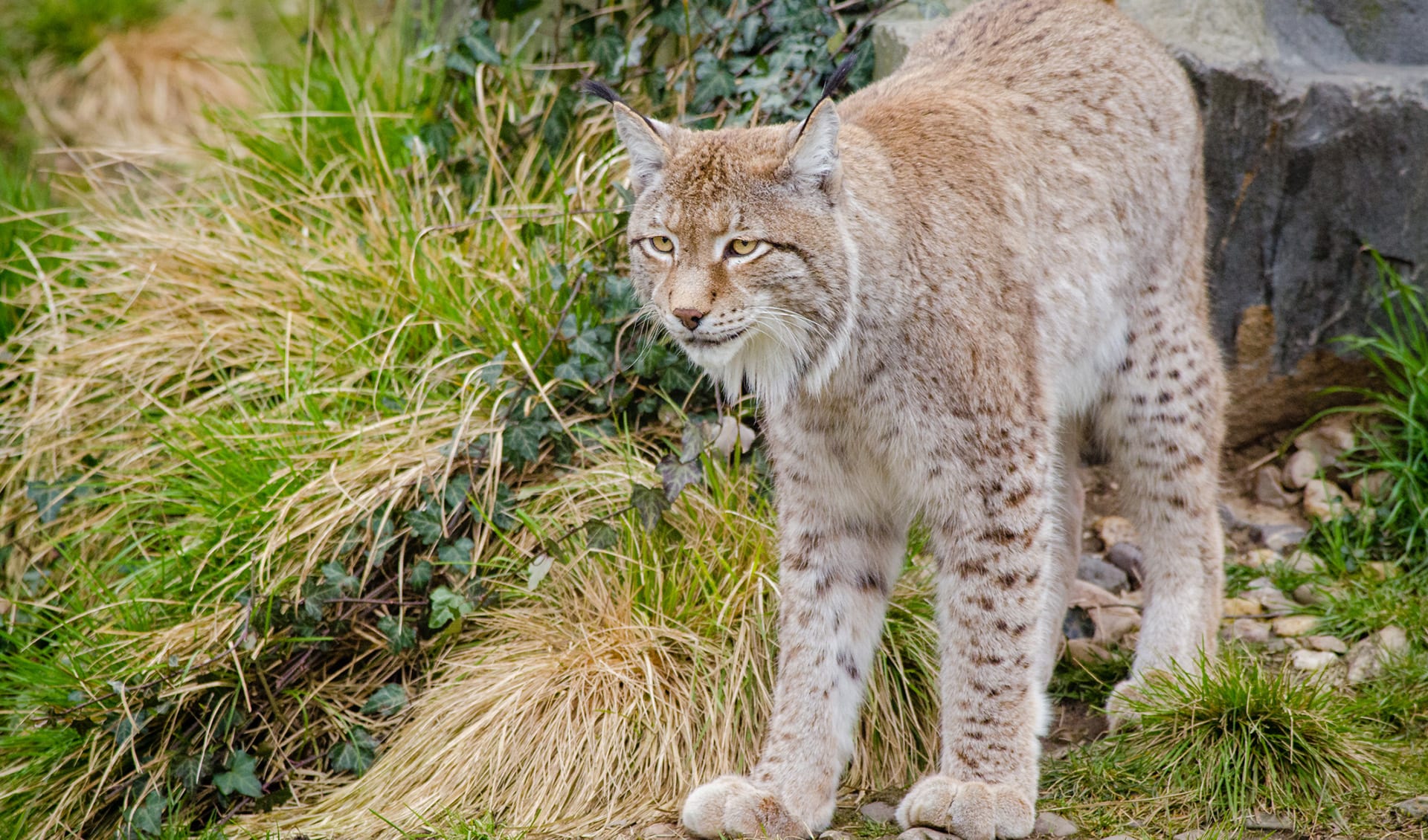 Eurasian lynx facts, distribution & population | BioDB