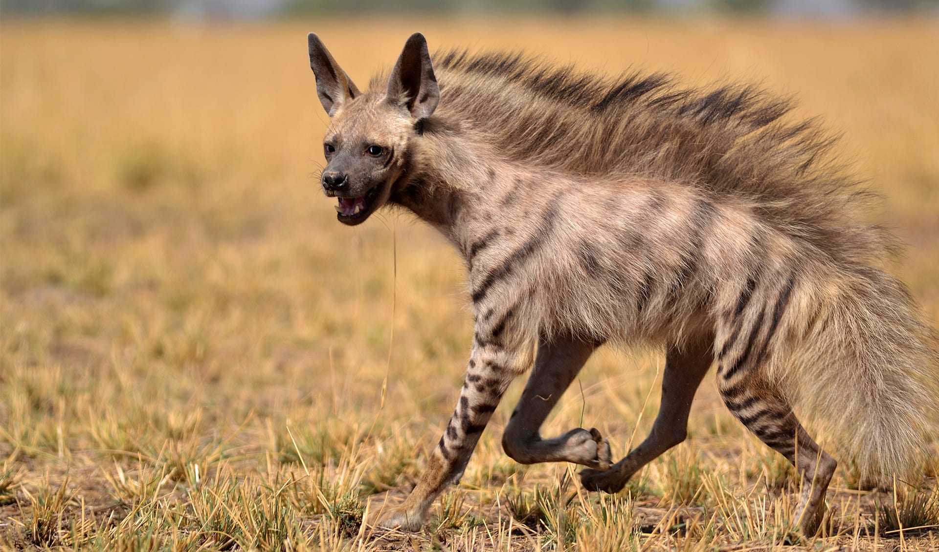 Striped hyena facts, distribution & population | BioDB