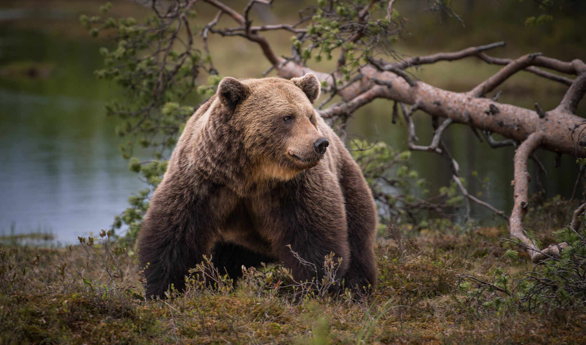 Brown bear facts, distribution & population | BioDB