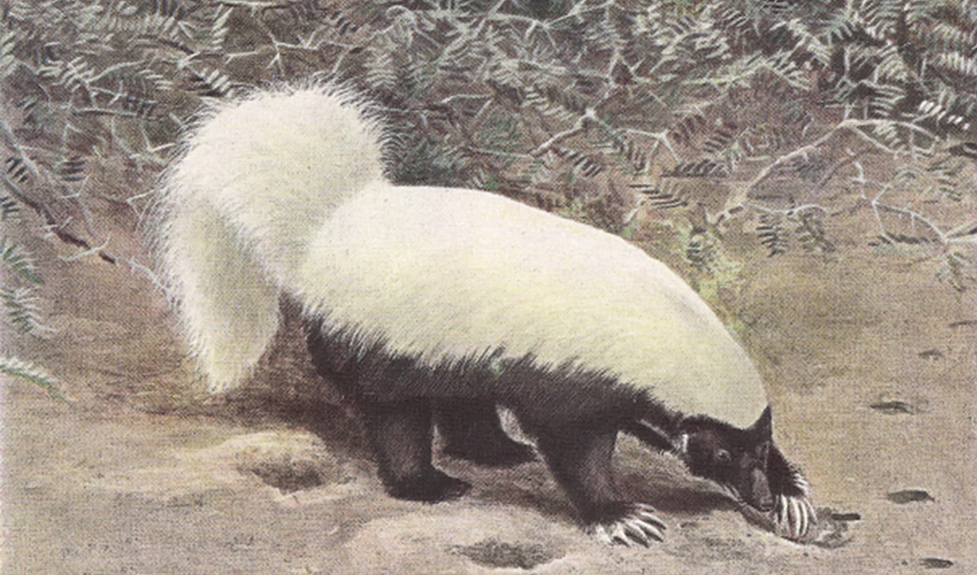 American hog-nosed skunk facts, distribution & population | BioDB