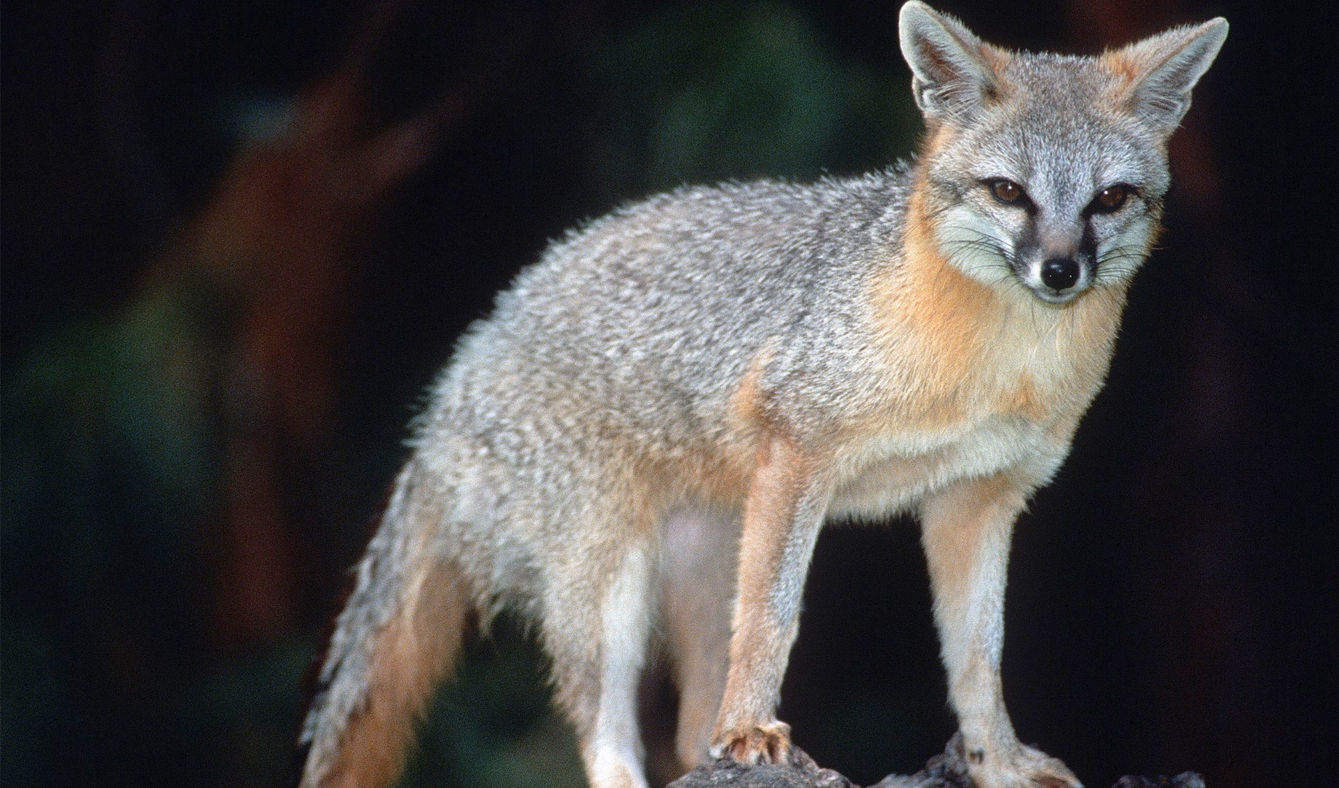 Gray fox facts, distribution & population | BioDB