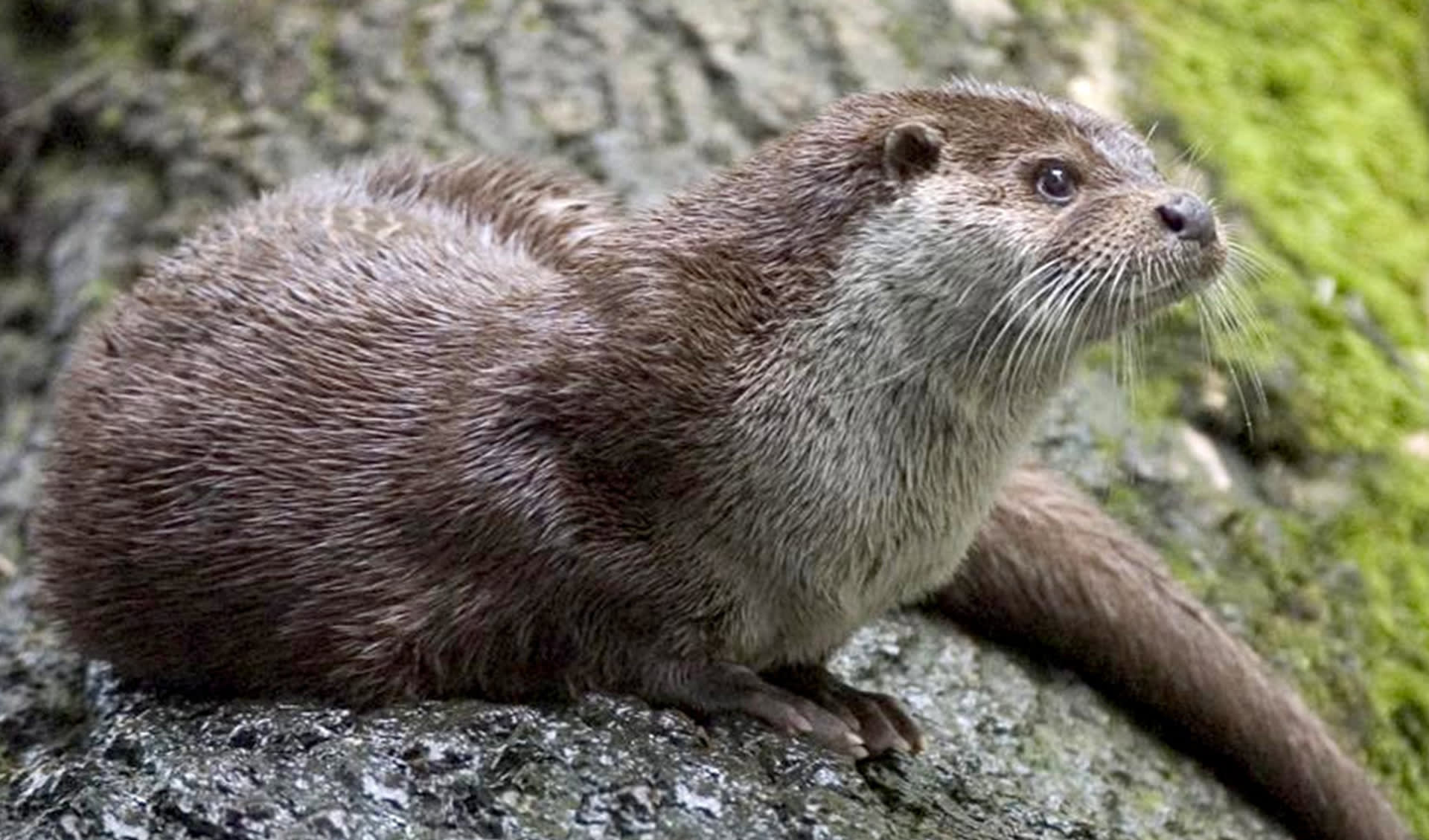 Eurasian otter facts, distribution & population | BioDB