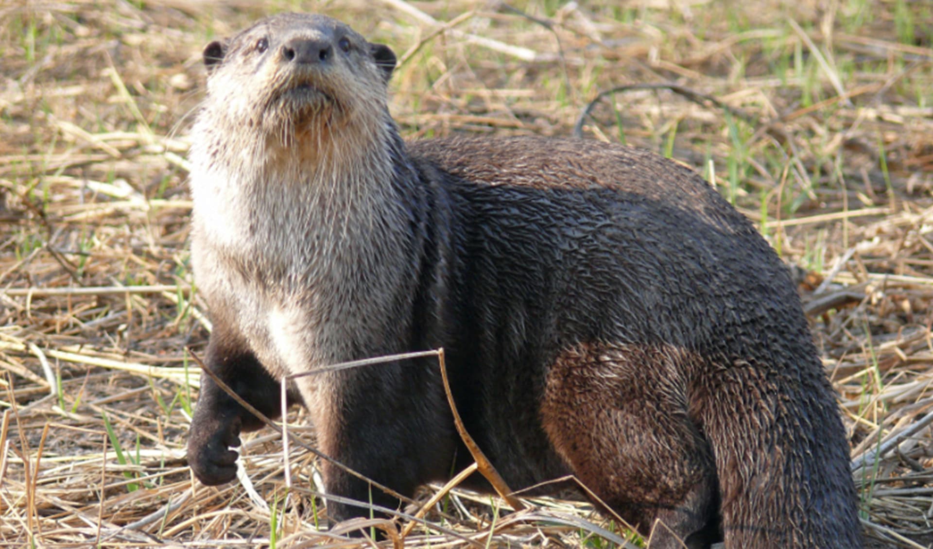 African clawless otter facts, distribution & population | BioDB