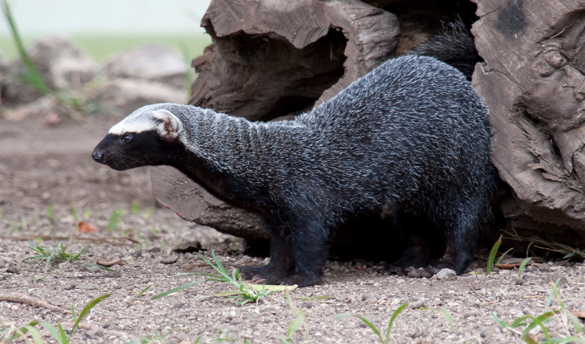 Greater grison facts, distribution & population | BioDB