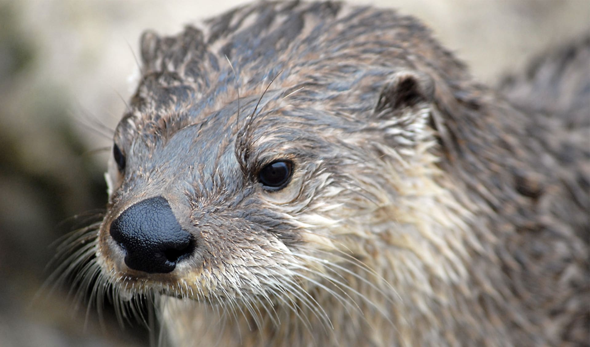 North american river otter facts, distribution & population | BioDB