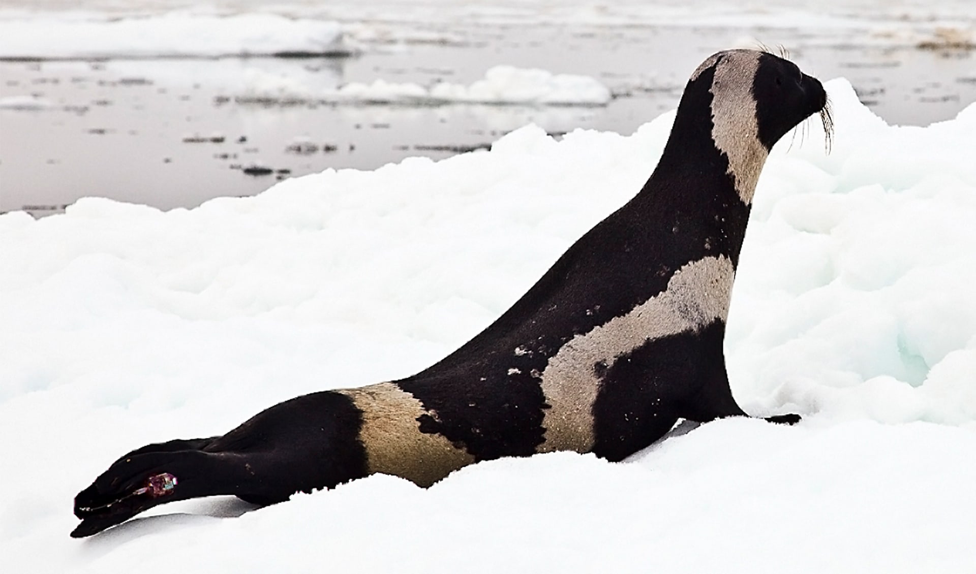 Ribbon seal facts, distribution & population | BioDB