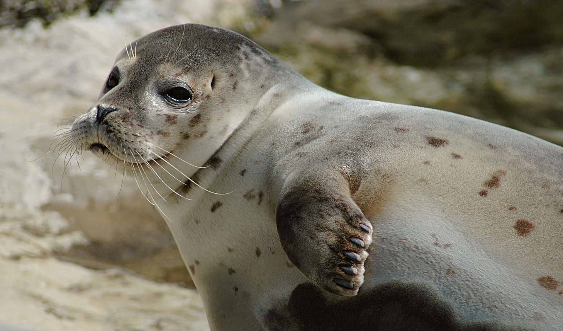 Harbor seal facts, distribution & population | BioDB