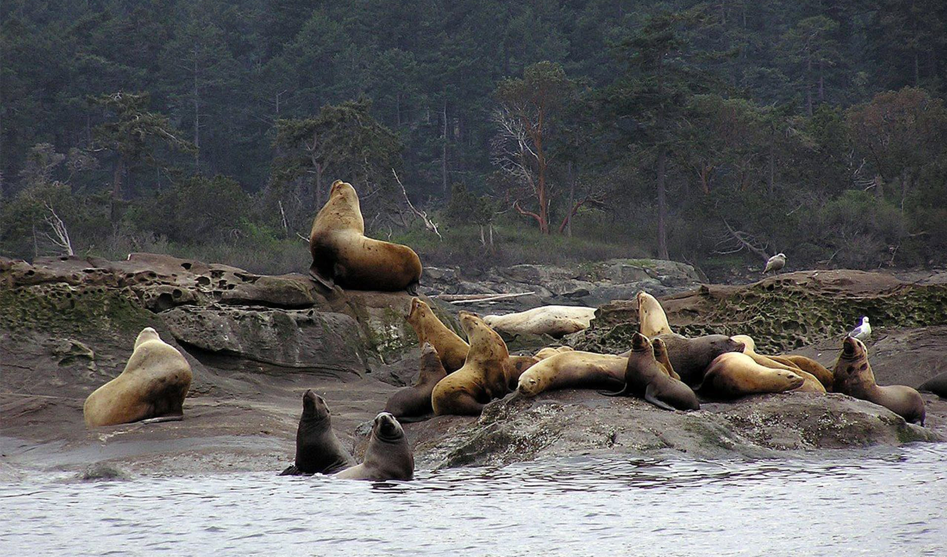 Steller sea lion facts, distribution & population | BioDB