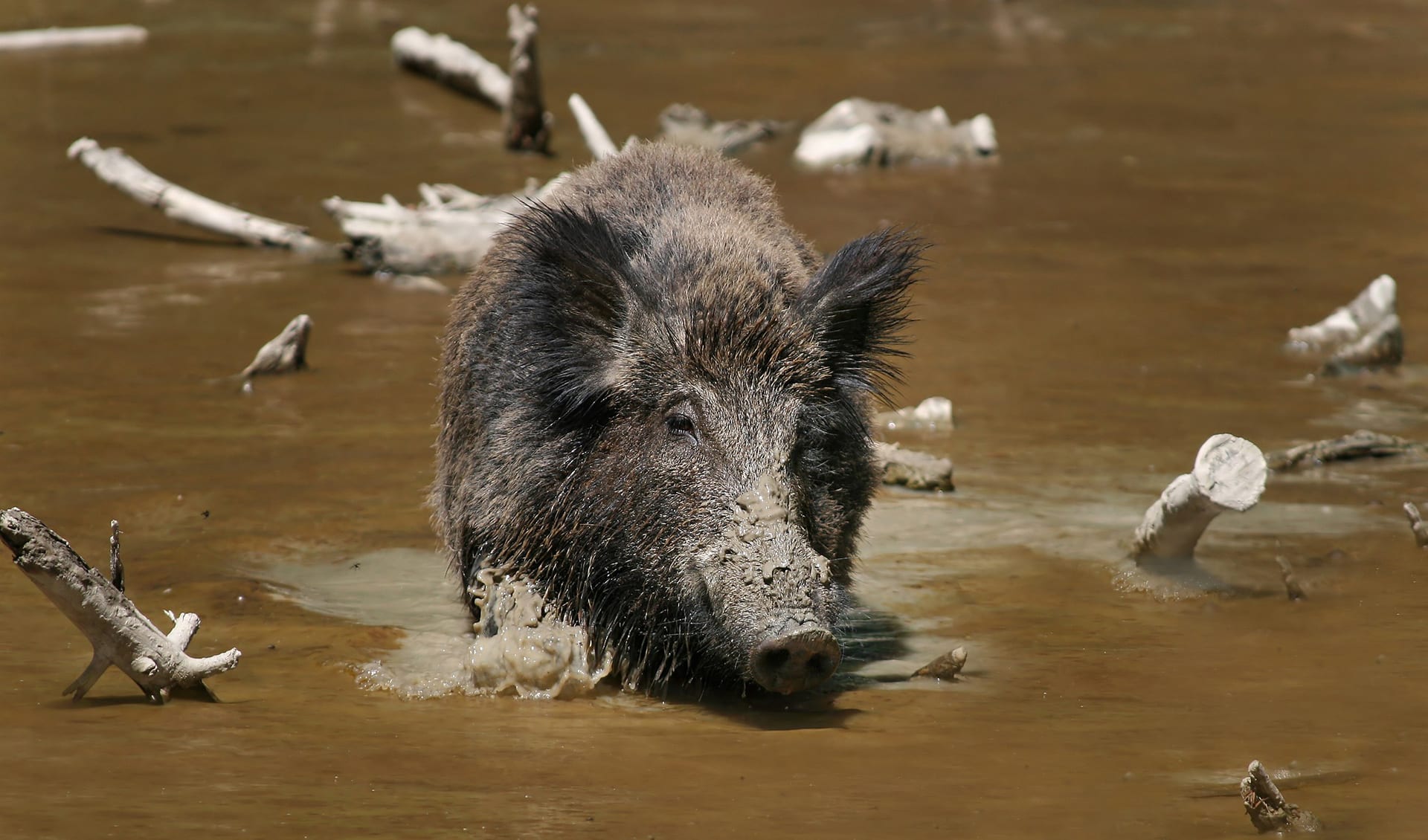 Sus – Pigs: facts, distribution & population | BioDB