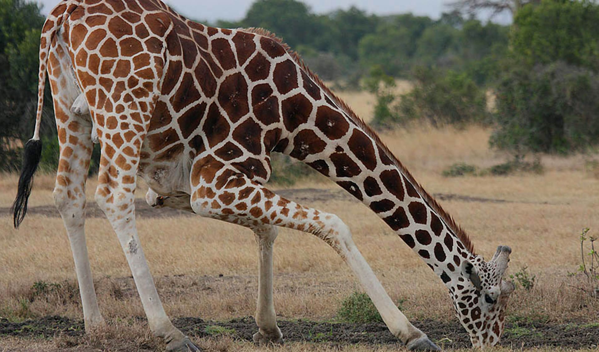 Reticulated giraffe facts, distribution & population | BioDB