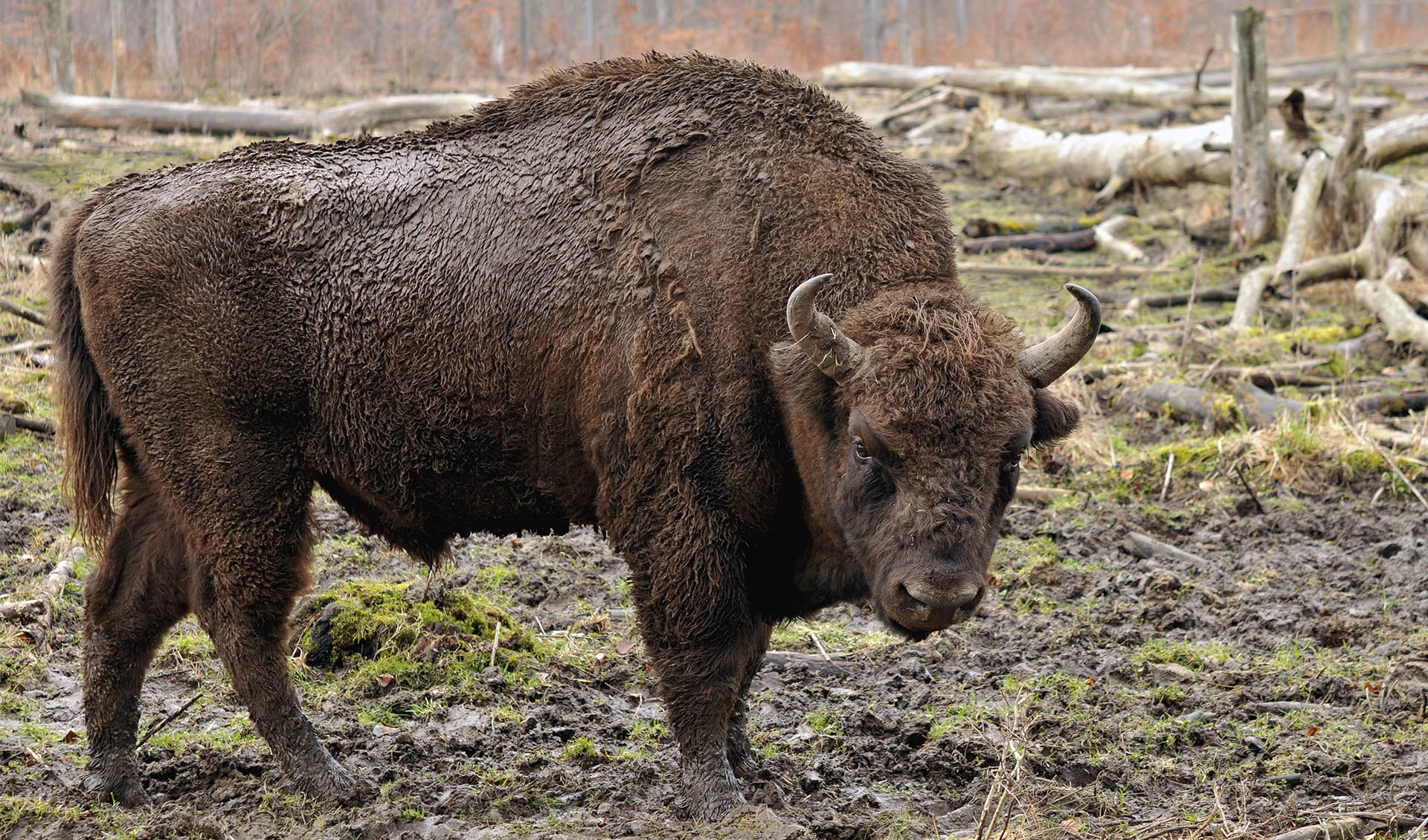 European bison facts, distribution & population | BioDB