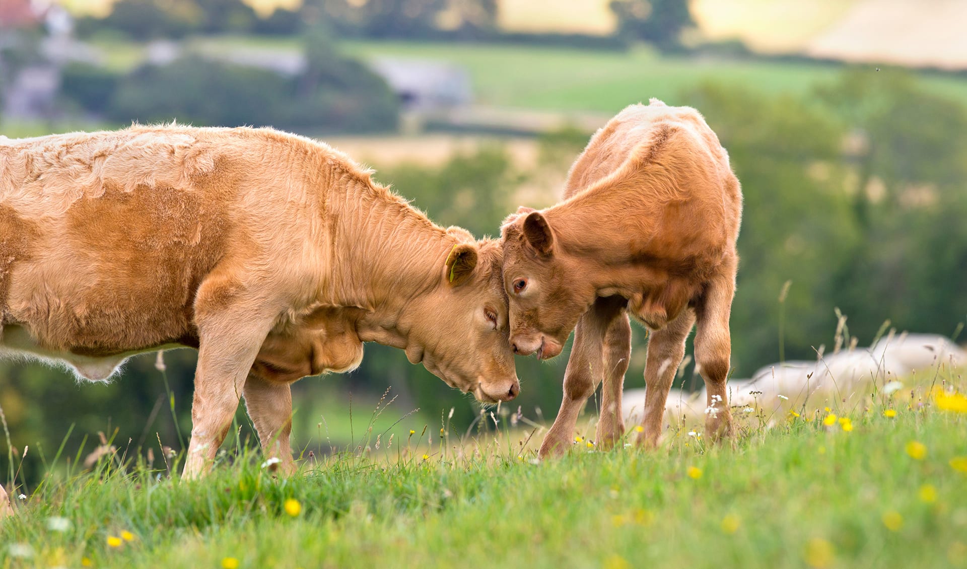 Cattle/cow facts, distribution & population | BioDB