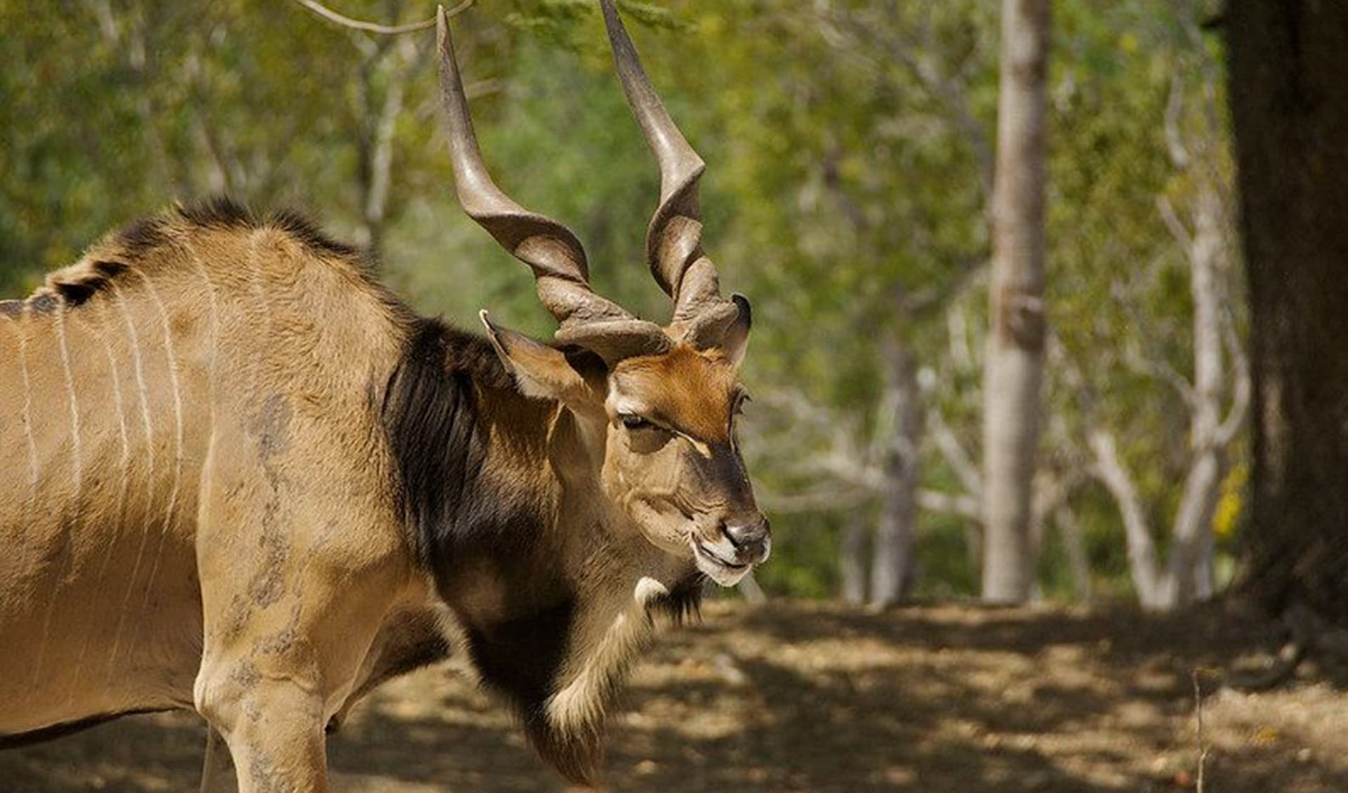 Giant eland facts, distribution & population | BioDB