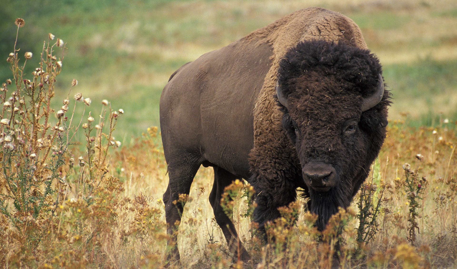 American bison facts, distribution & population | BioDB