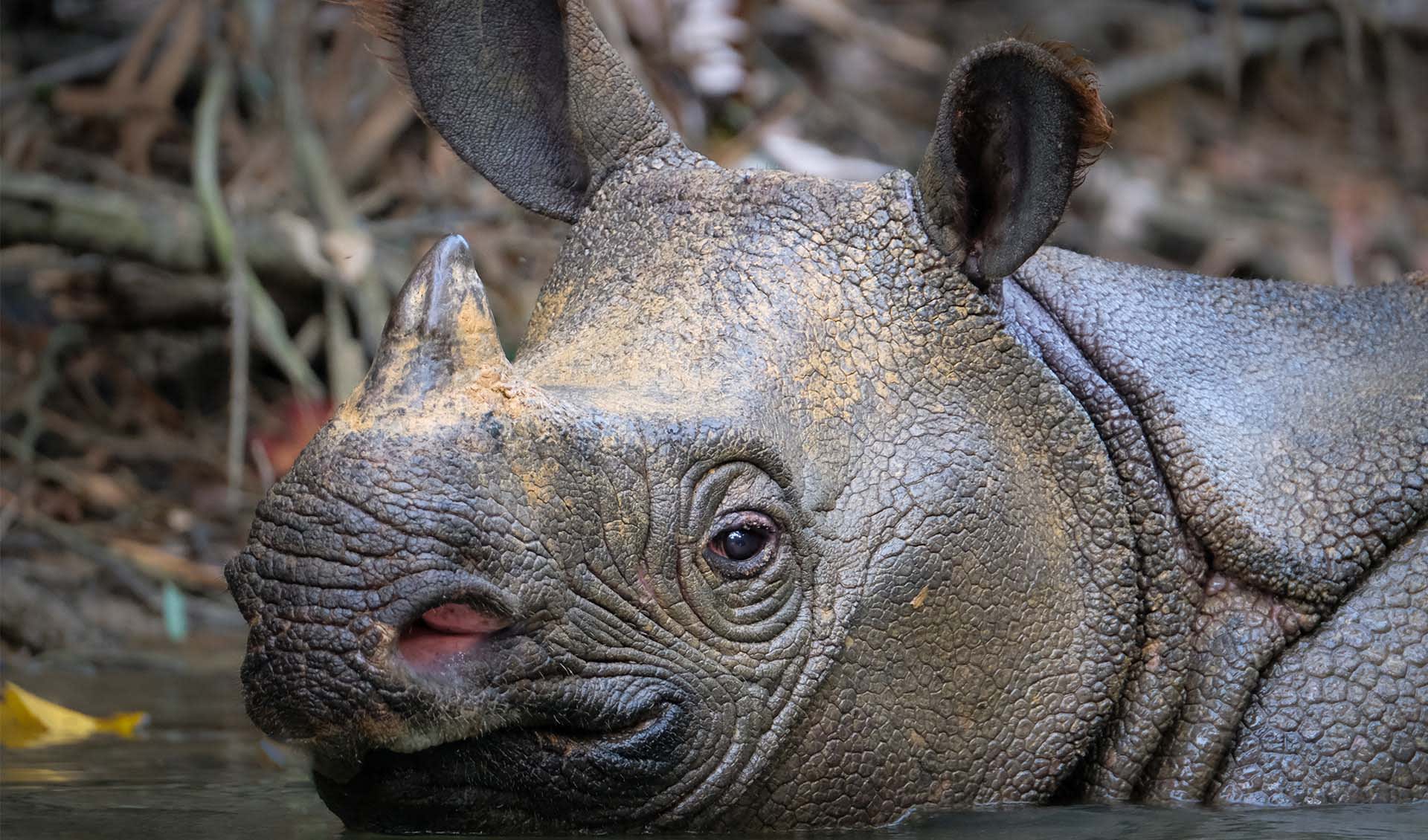 Javan rhinoceros facts, distribution & population | BioDB