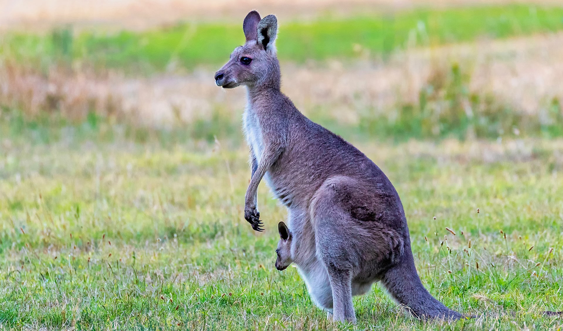 Forester kangaroo facts, distribution & population | BioDB