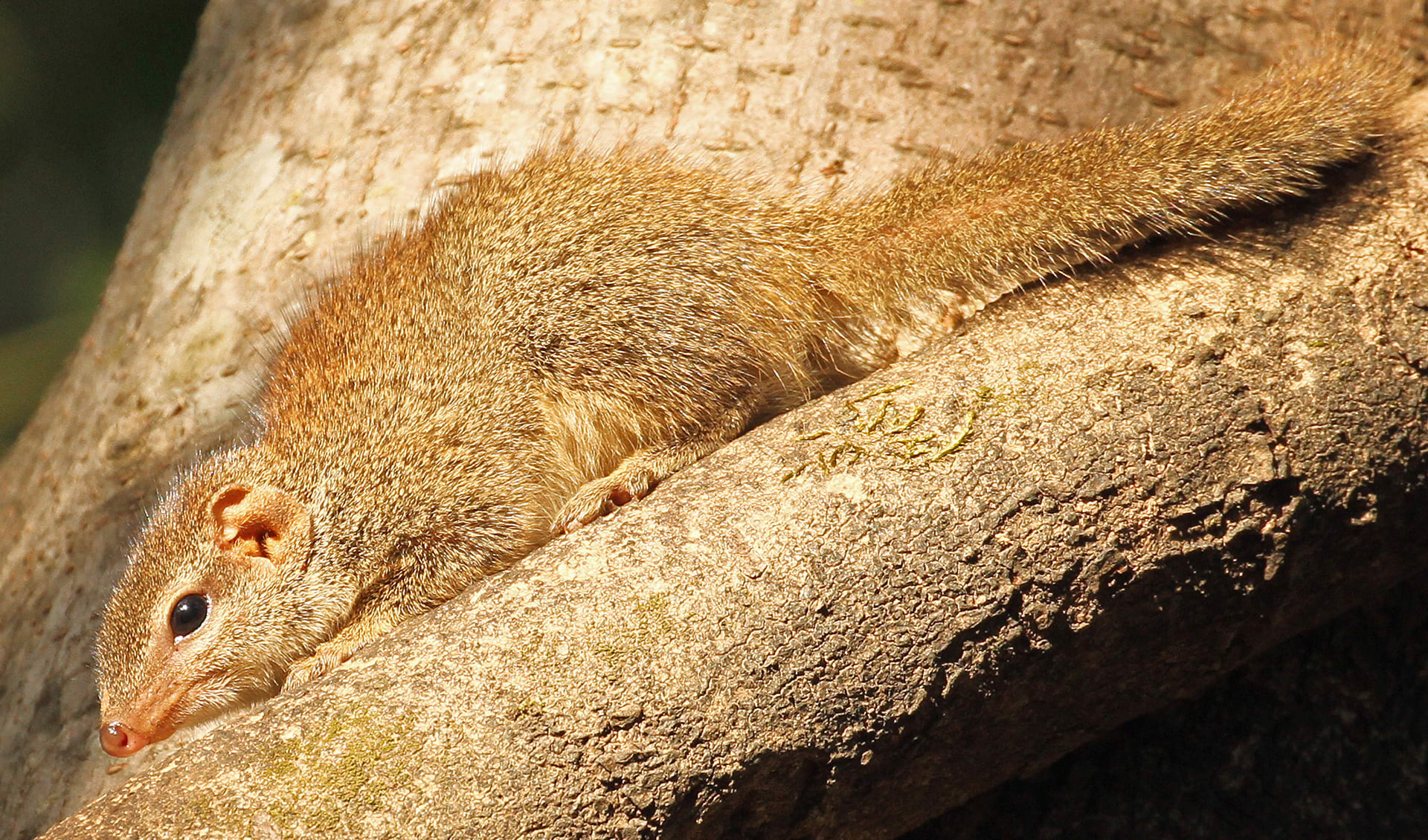 Caenolestes - Common shrew opossums: facts, distribution & population ...