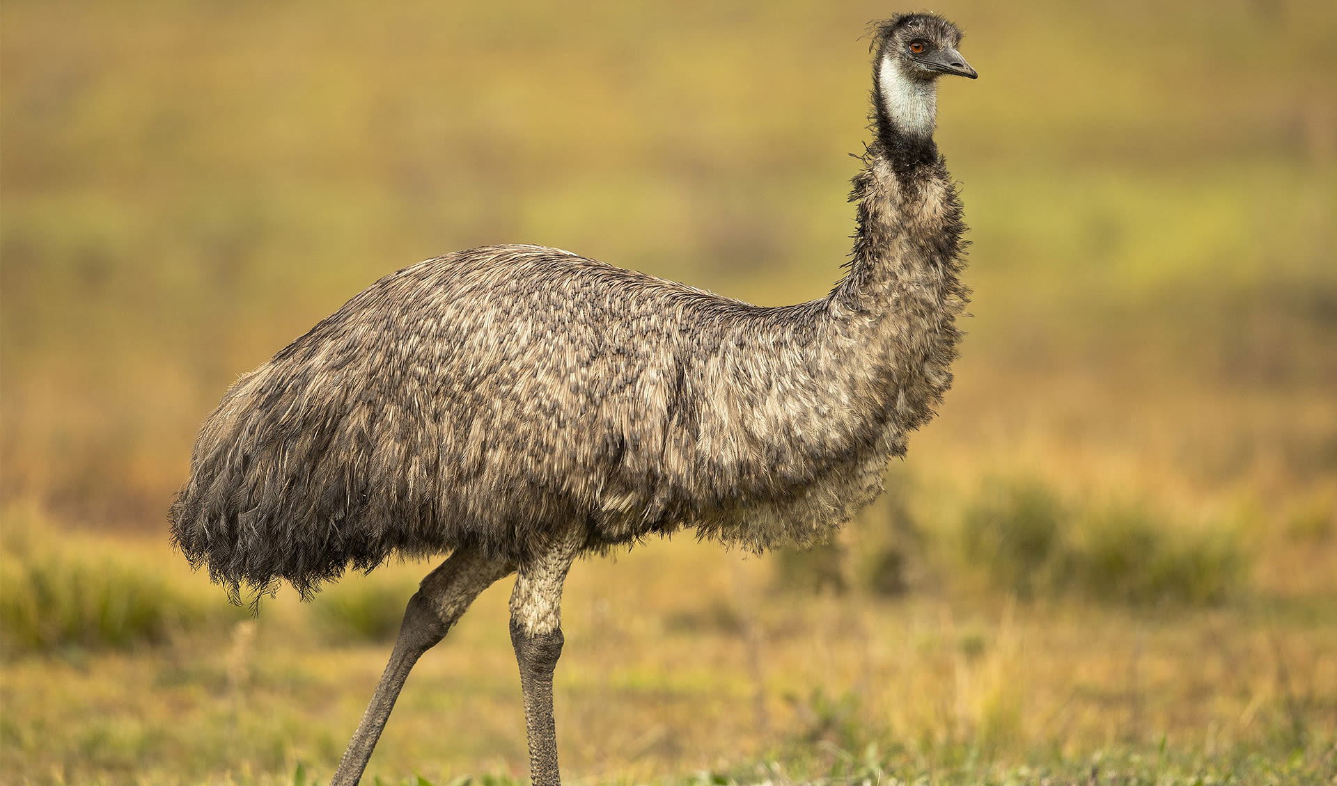 Emu facts, distribution & population | BioDB