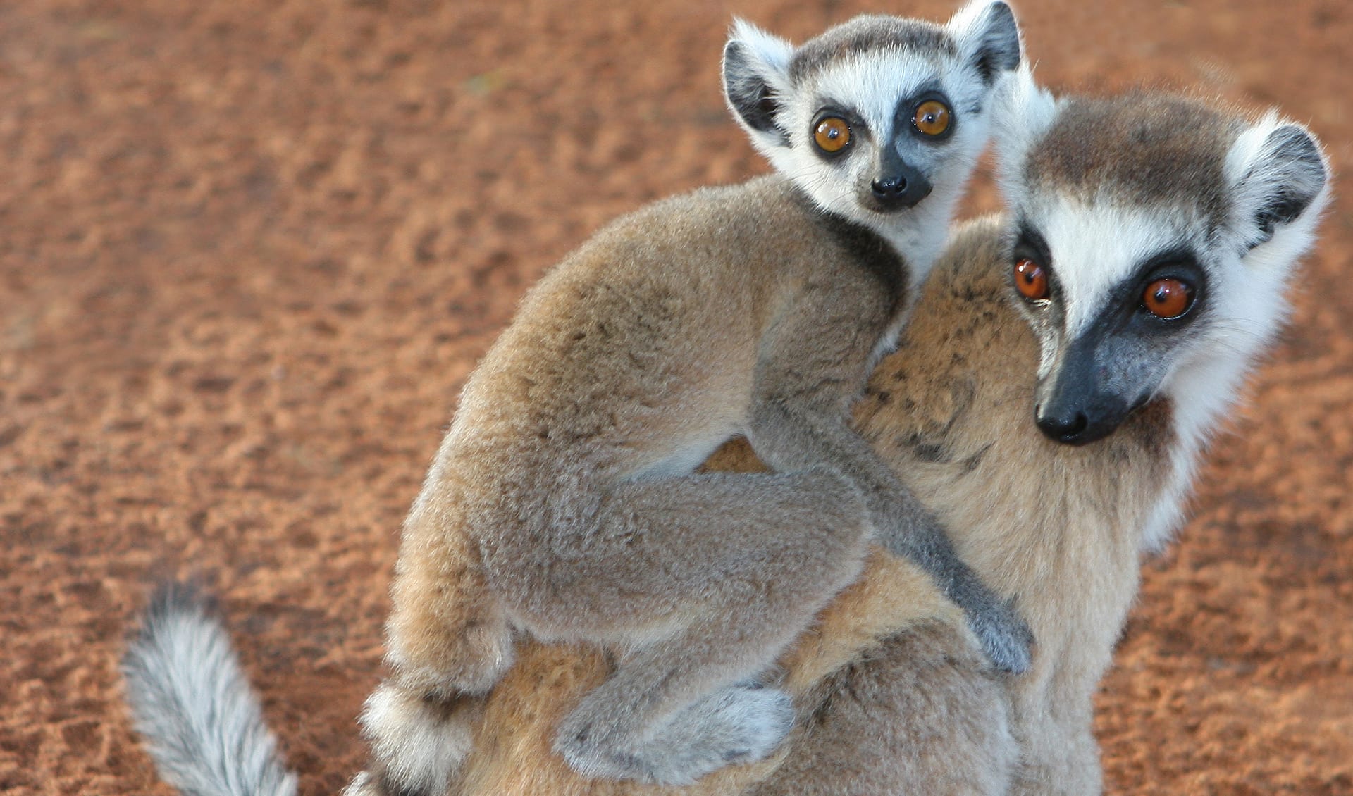 Ring-tailed lemur facts, distribution & population | BioDB