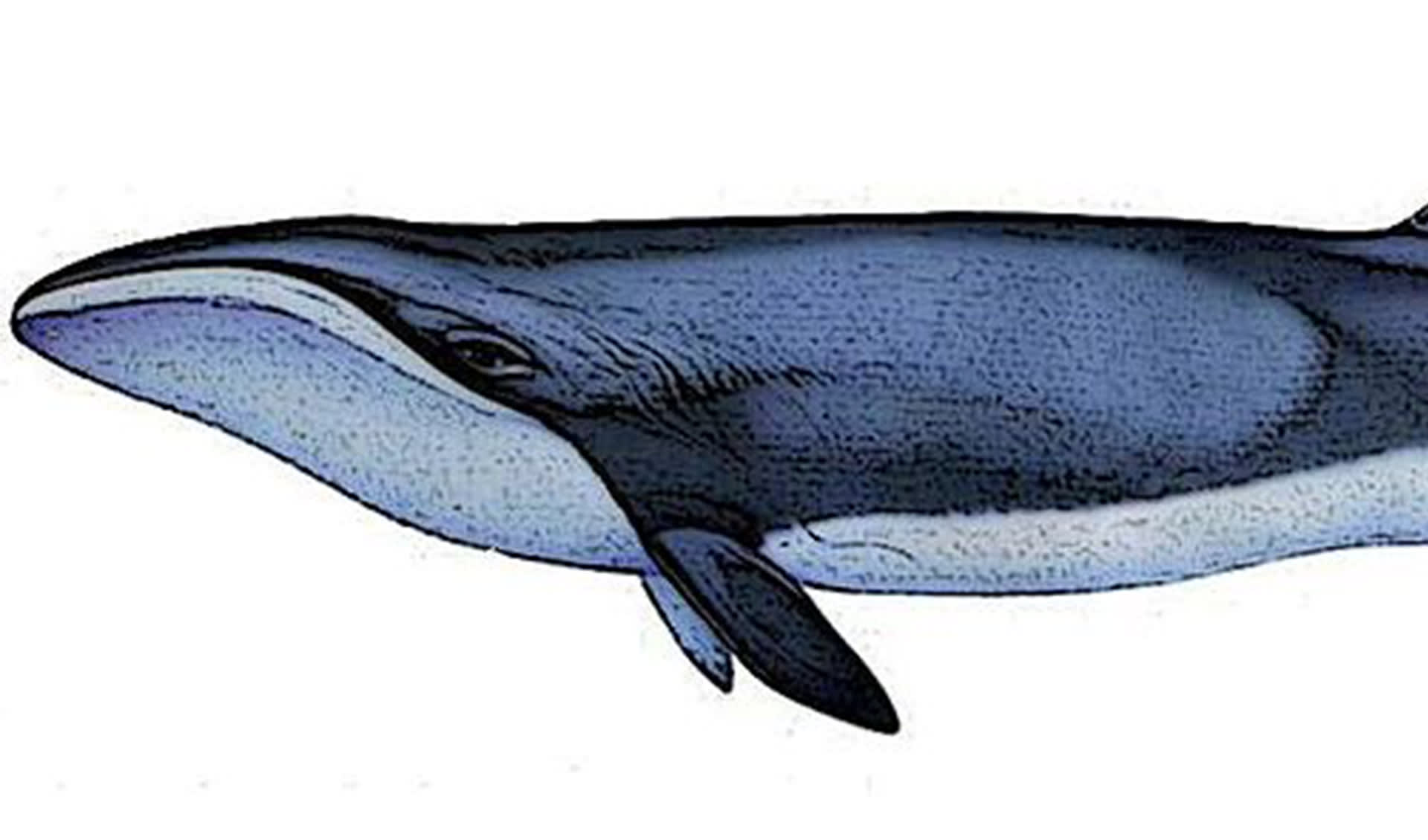 Pygmy right whale facts, distribution & population | BioDB