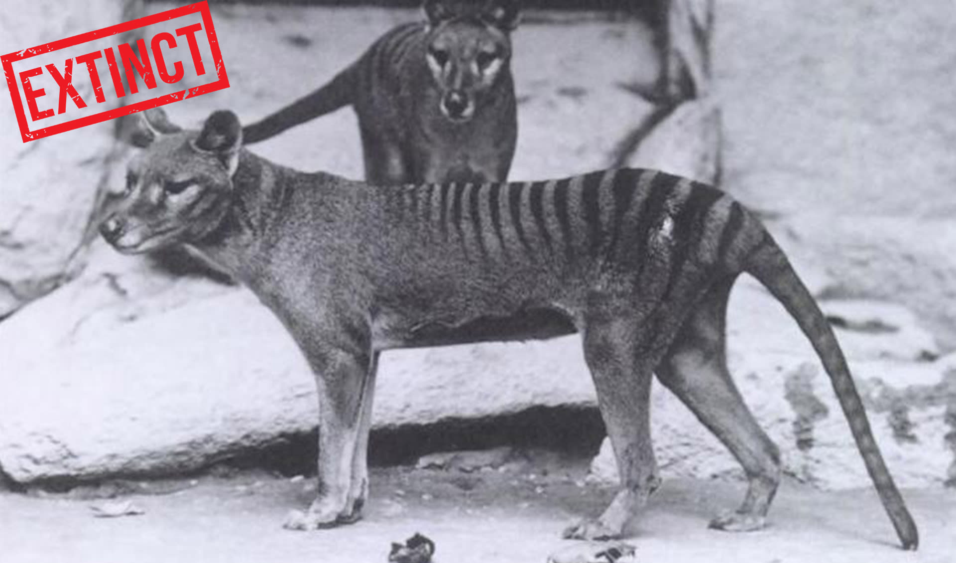 Tasmanian tiger facts, distribution & population | BioDB