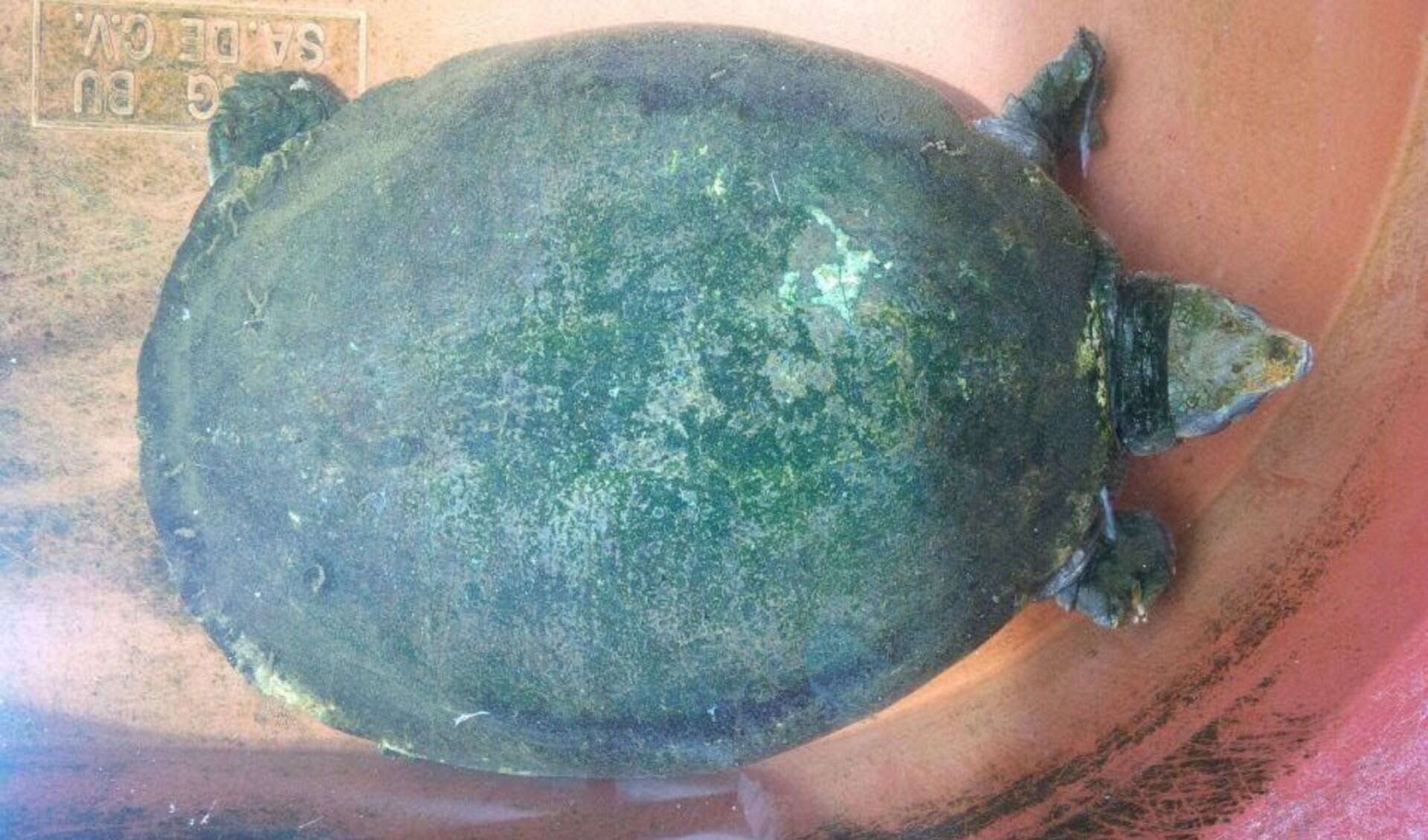 Central American river turtle facts, distribution & population | BioDB