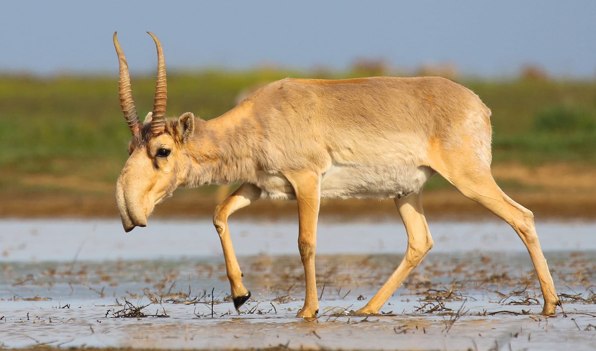 Saiga antelope facts, distribution & population | BioDB