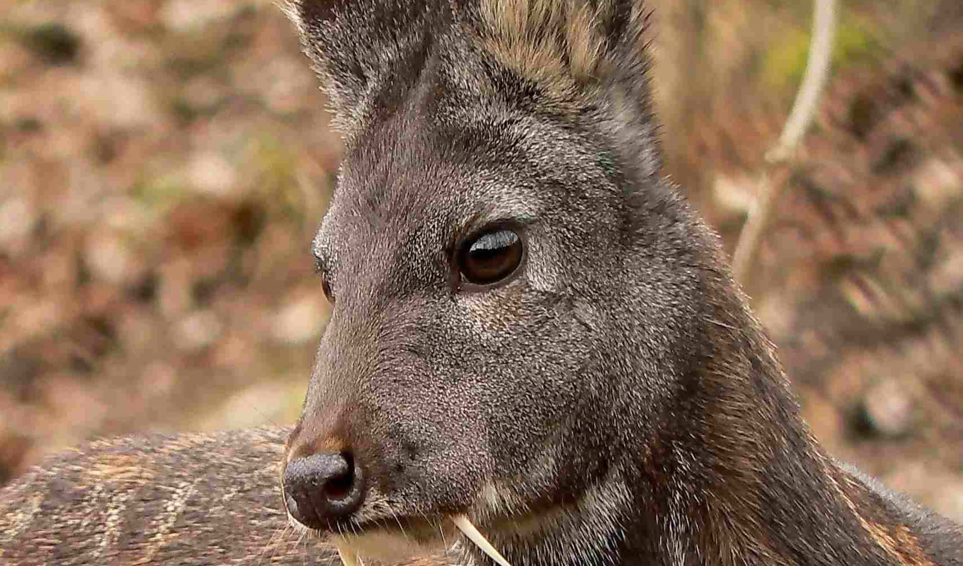 Siberian musk deer facts, distribution & population | BioDB