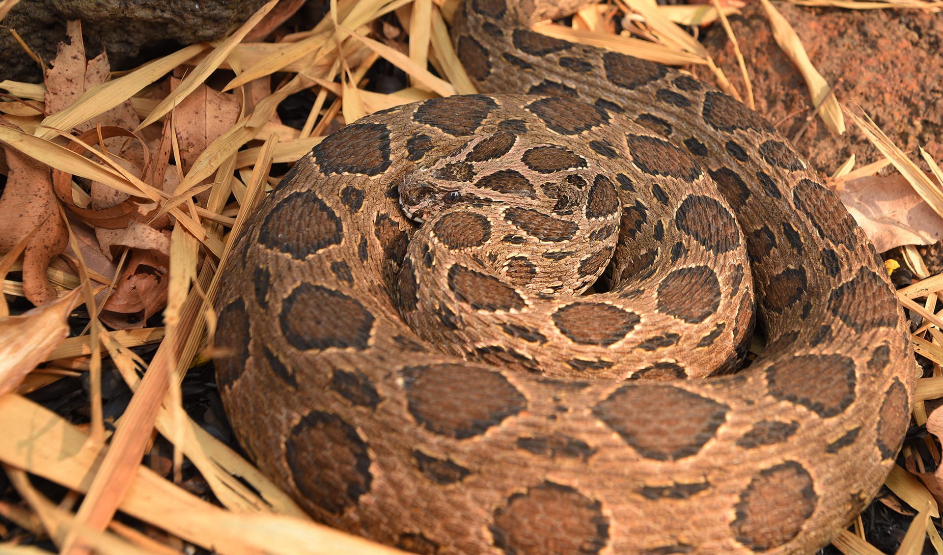 Viperidae – Vipers: facts, distribution & population | BioDB