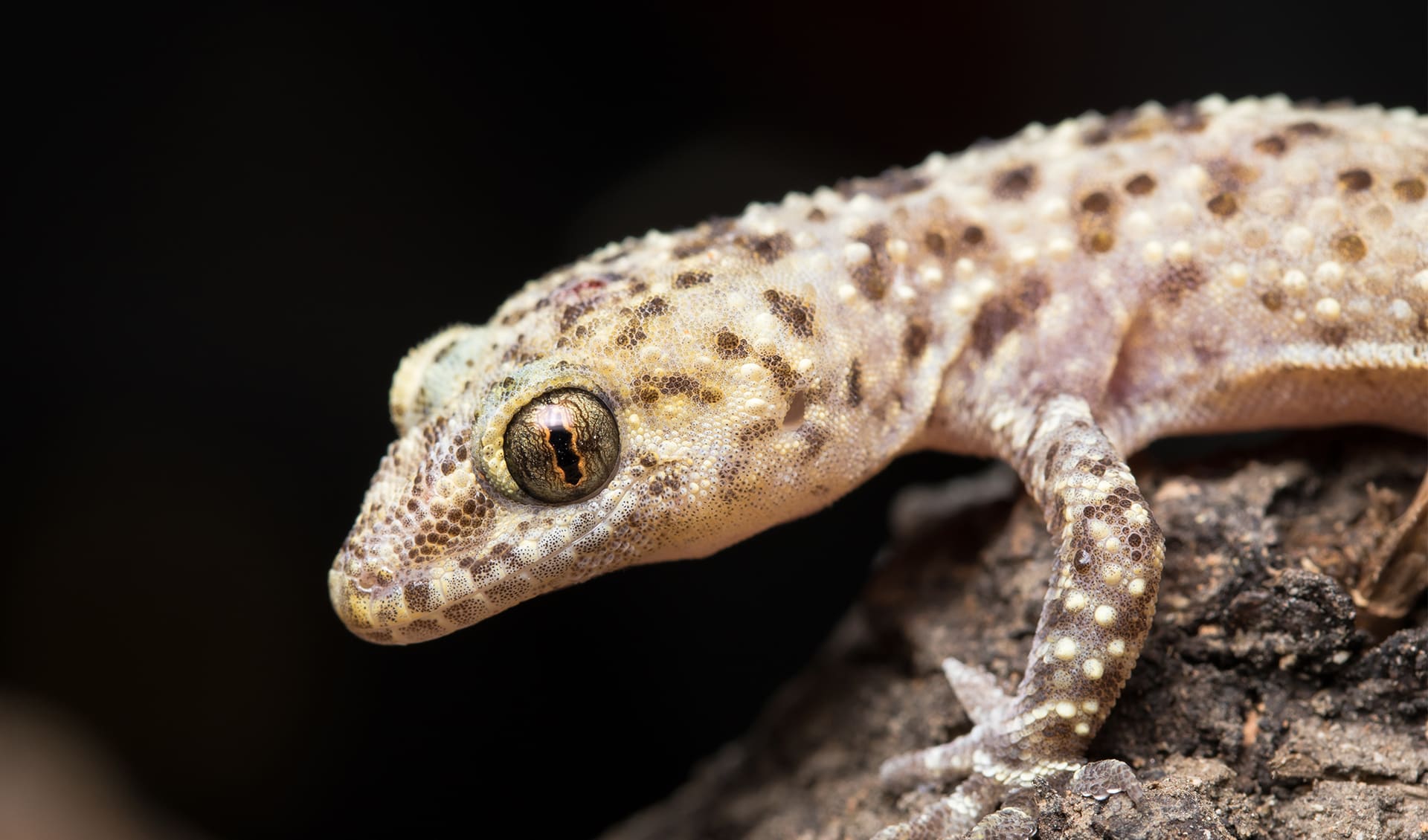 Cuba Biodiversity and Nature Conservation | BioDB