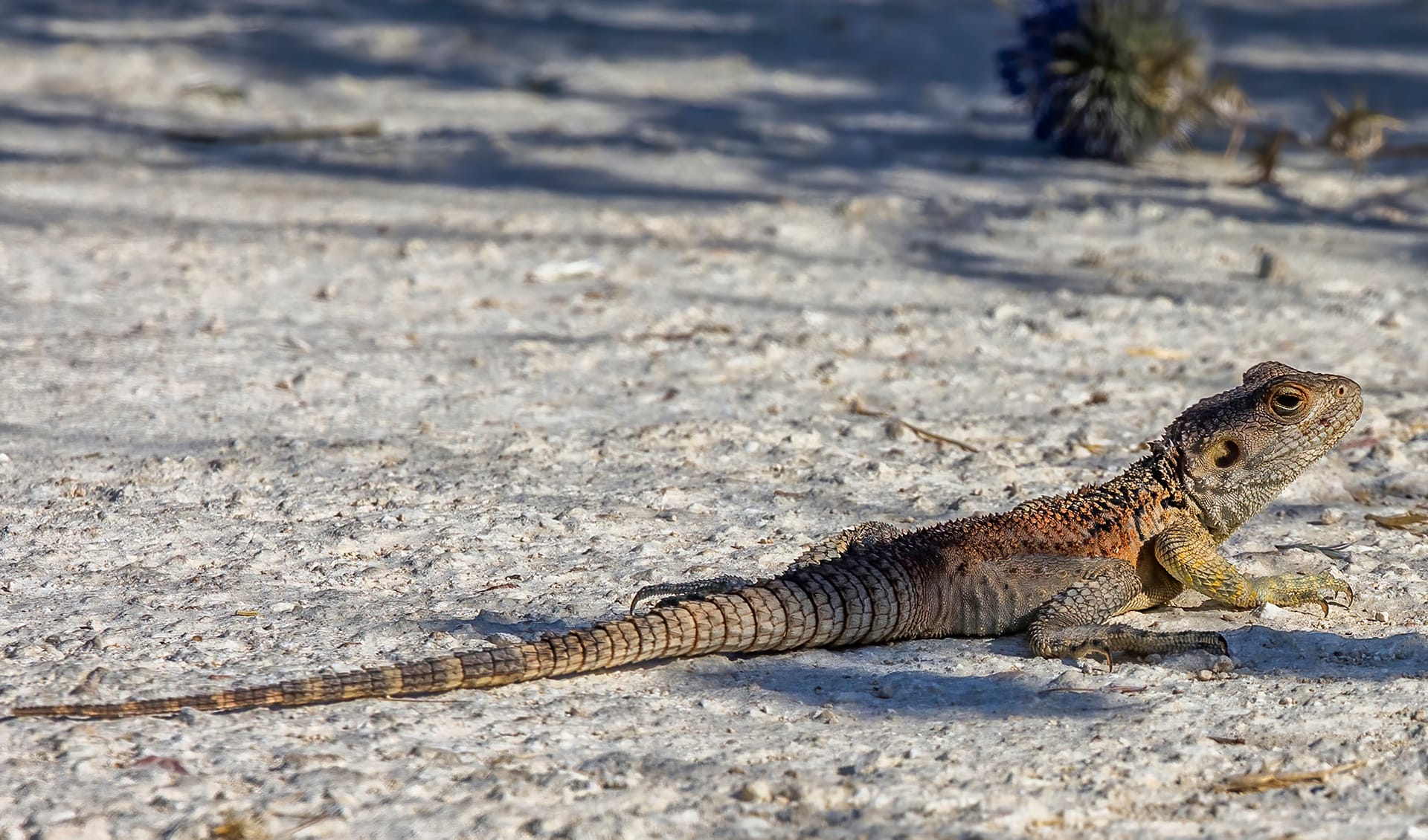 Agamidae – Agamas: facts, distribution & population | BioDB