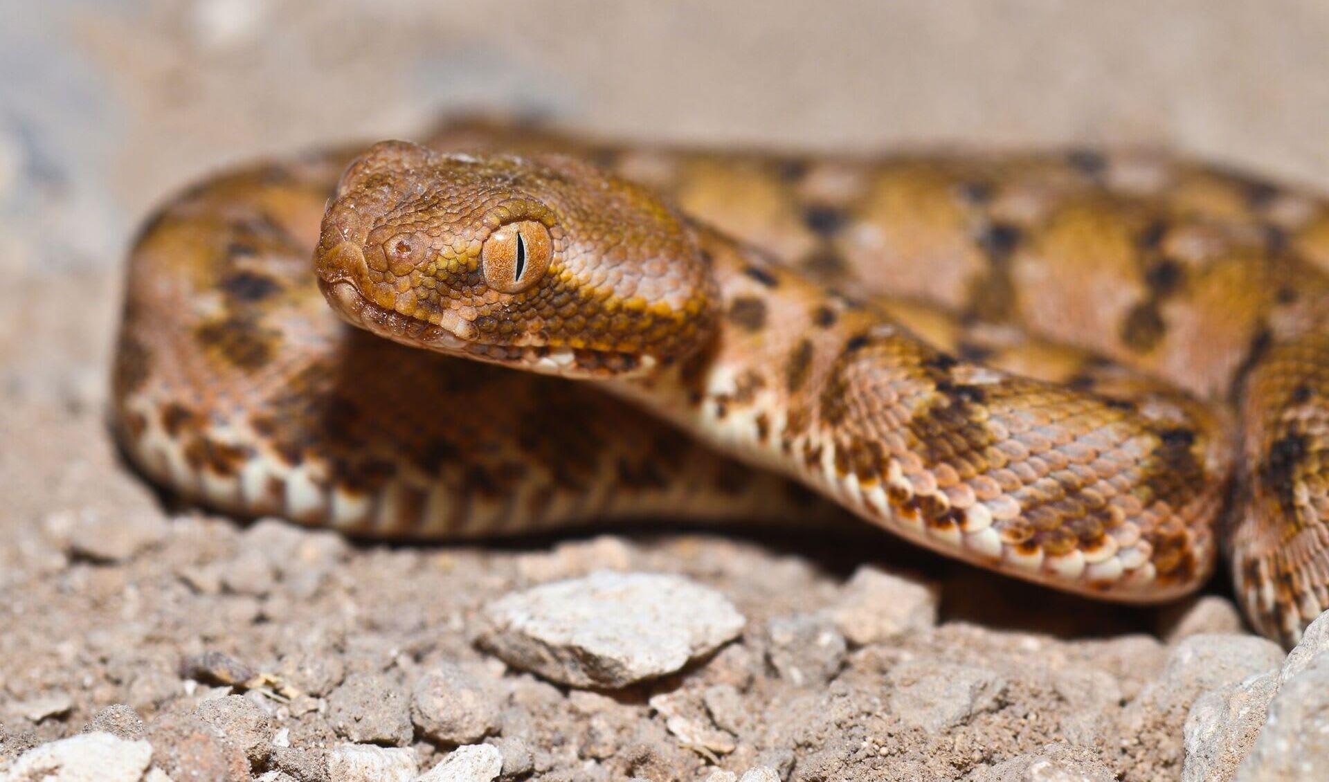 Painted saw-scaled viper facts, distribution & population | BioDB