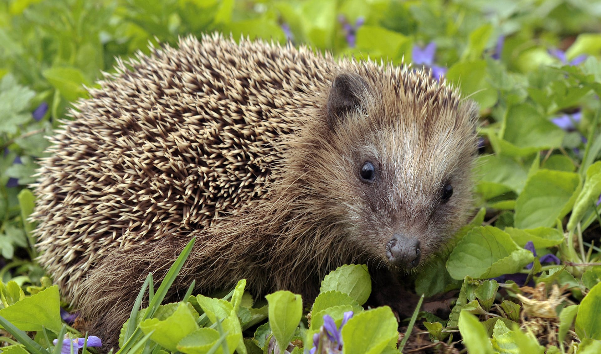 Monaco Biodiversity and Nature Conservation | BioDB